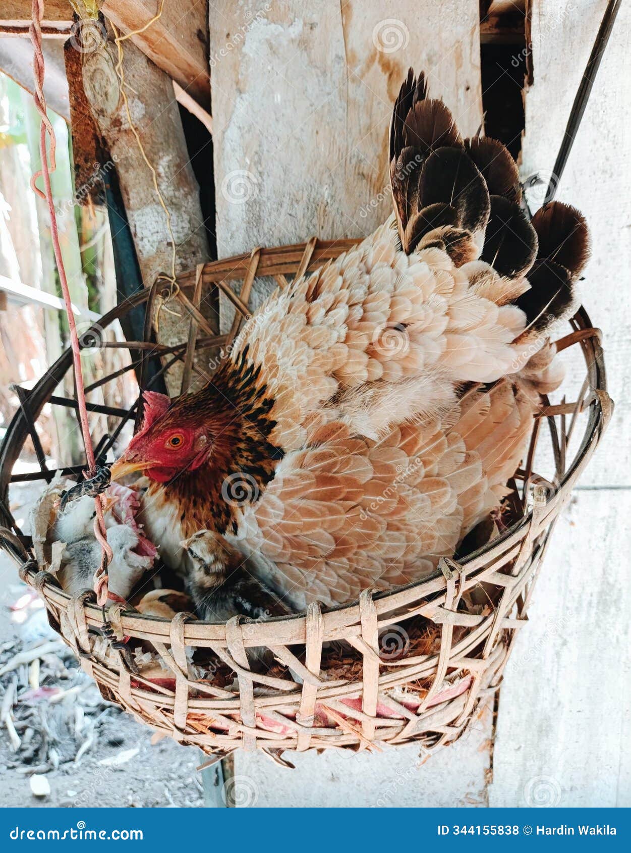 Mother Hen Incubating Her Chicks in a Traditional Cage Stock Photo ...