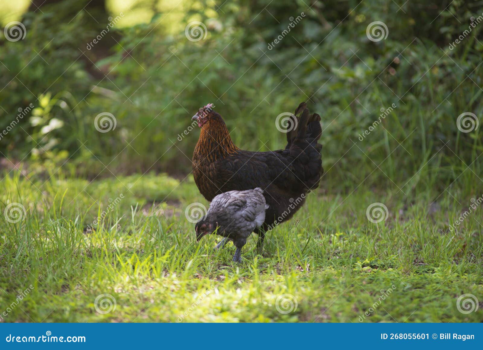 A Vigilant Mother Hen and Its Chick Searching for Worms Stock Image ...