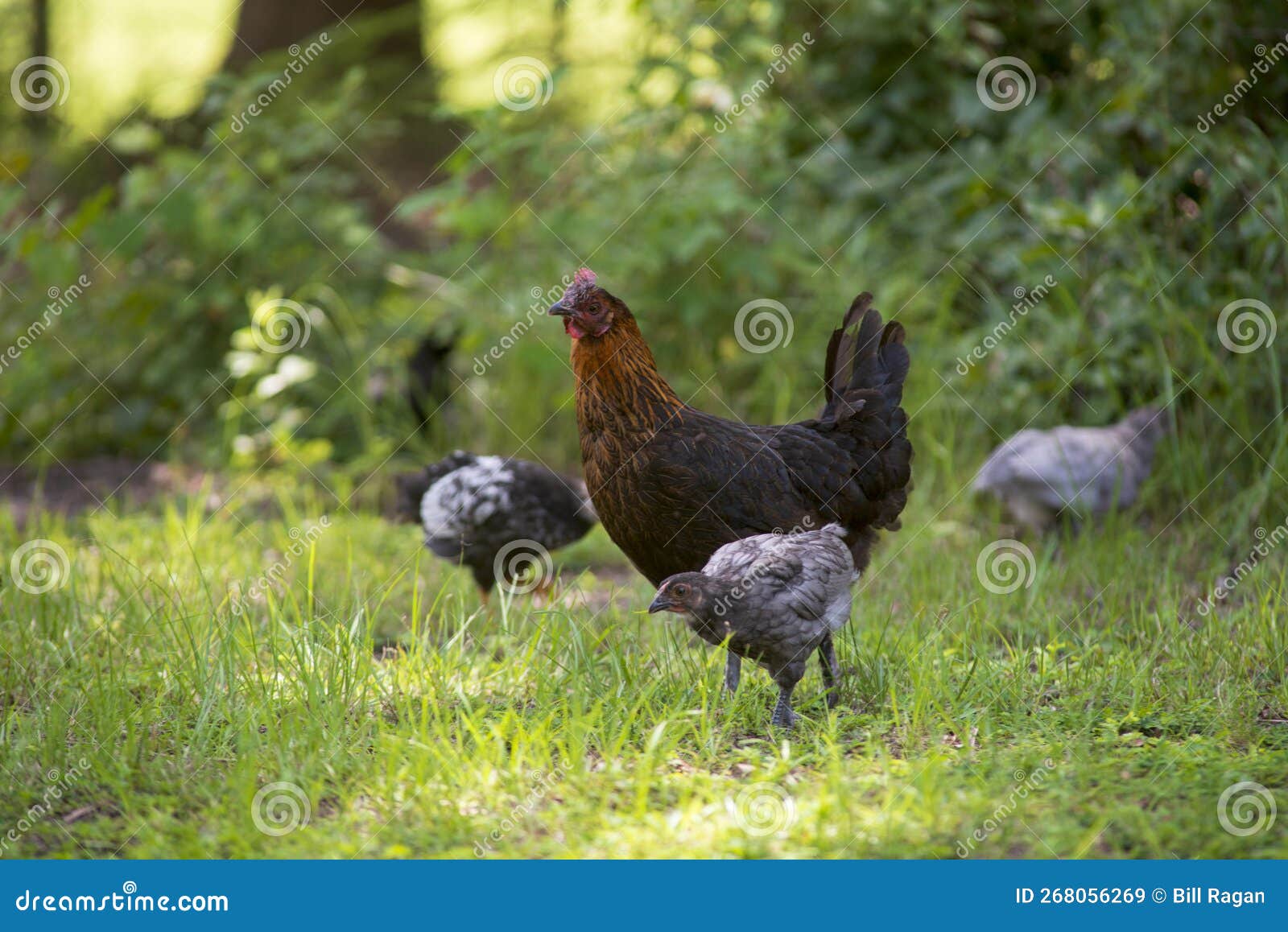 A Brown Mother Hen with Several Gray Chicks on a Farm Stock Image ...
