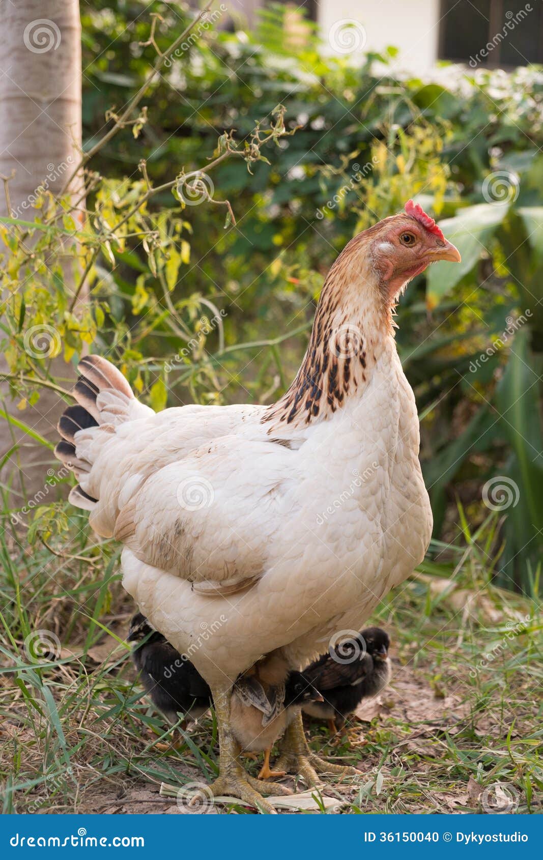 Mother Hen Protect Her Chicks Stock Photo - Image of farming, chicken ...