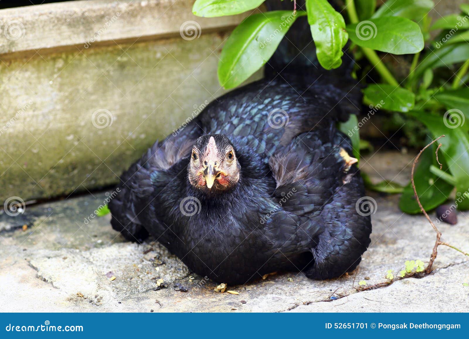 Mother Hen stock image. Image of fowl, poultry, care - 52651701