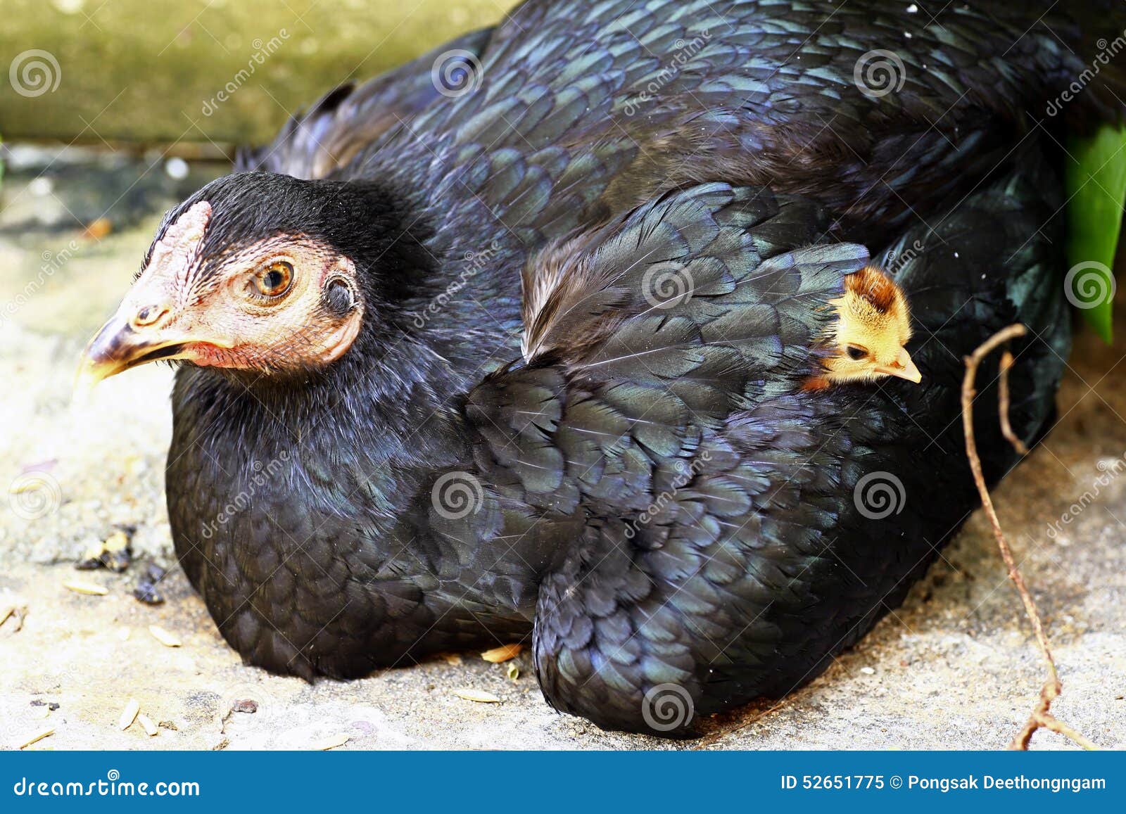 Mother Hen stock image. Image of group, baby, fowl, protection - 52651775
