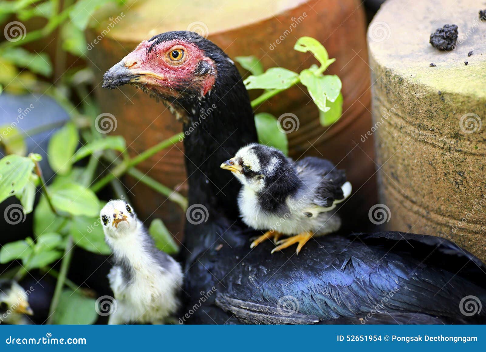Mother Hen stock photo. Image of nurture, family, chick - 52651954