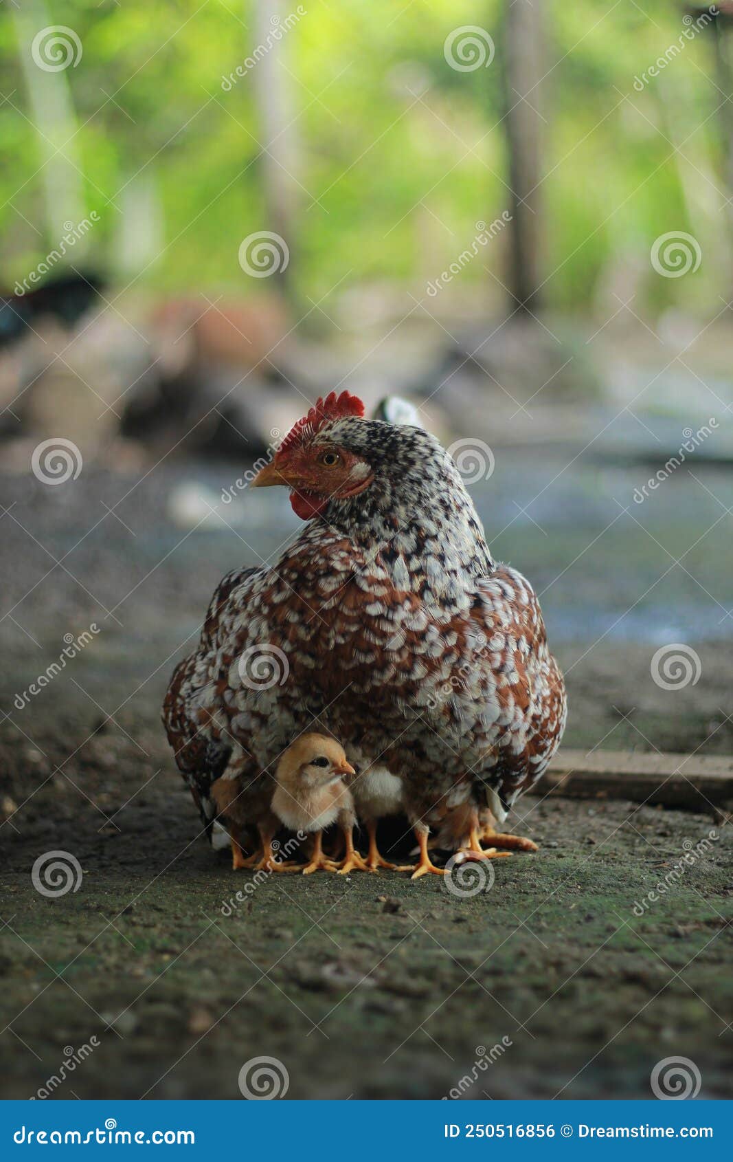 A Mother Hen Protecting Her Child is Suitable As a Basic Material for a ...