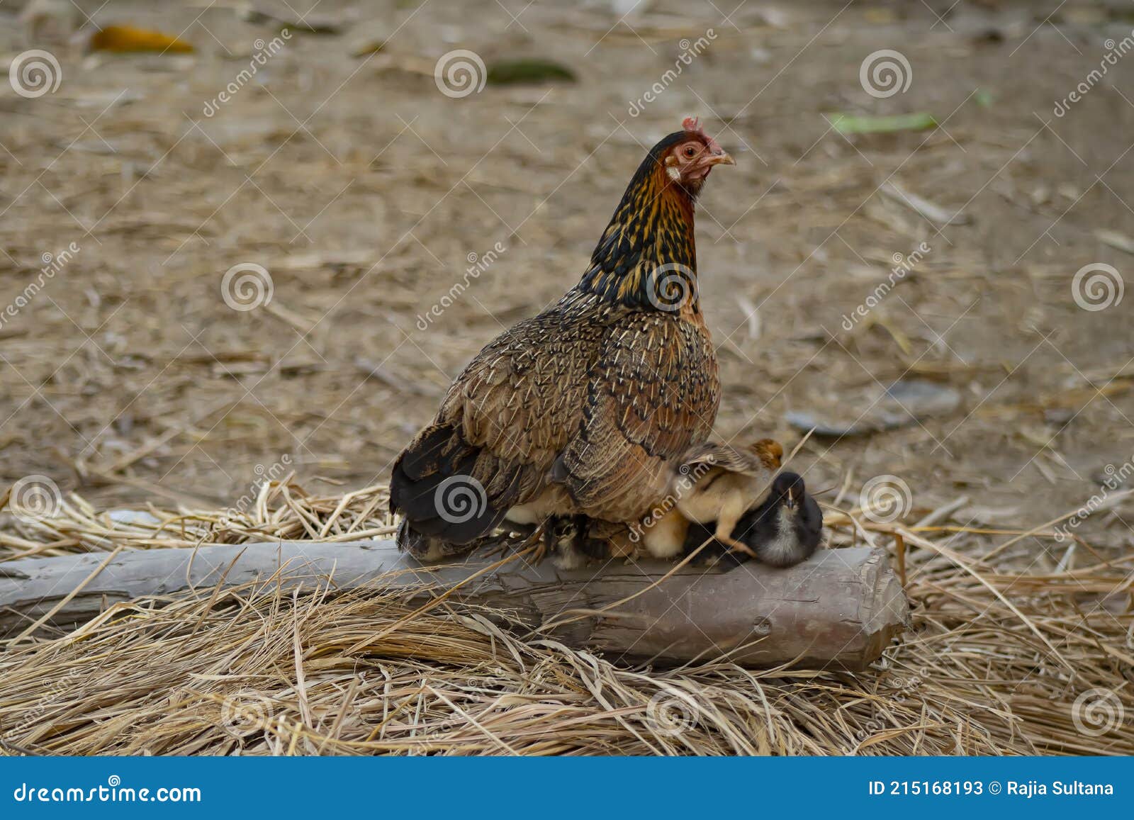 Mother Hen and Small Child Hen Chicken Stock Image - Image of mother ...