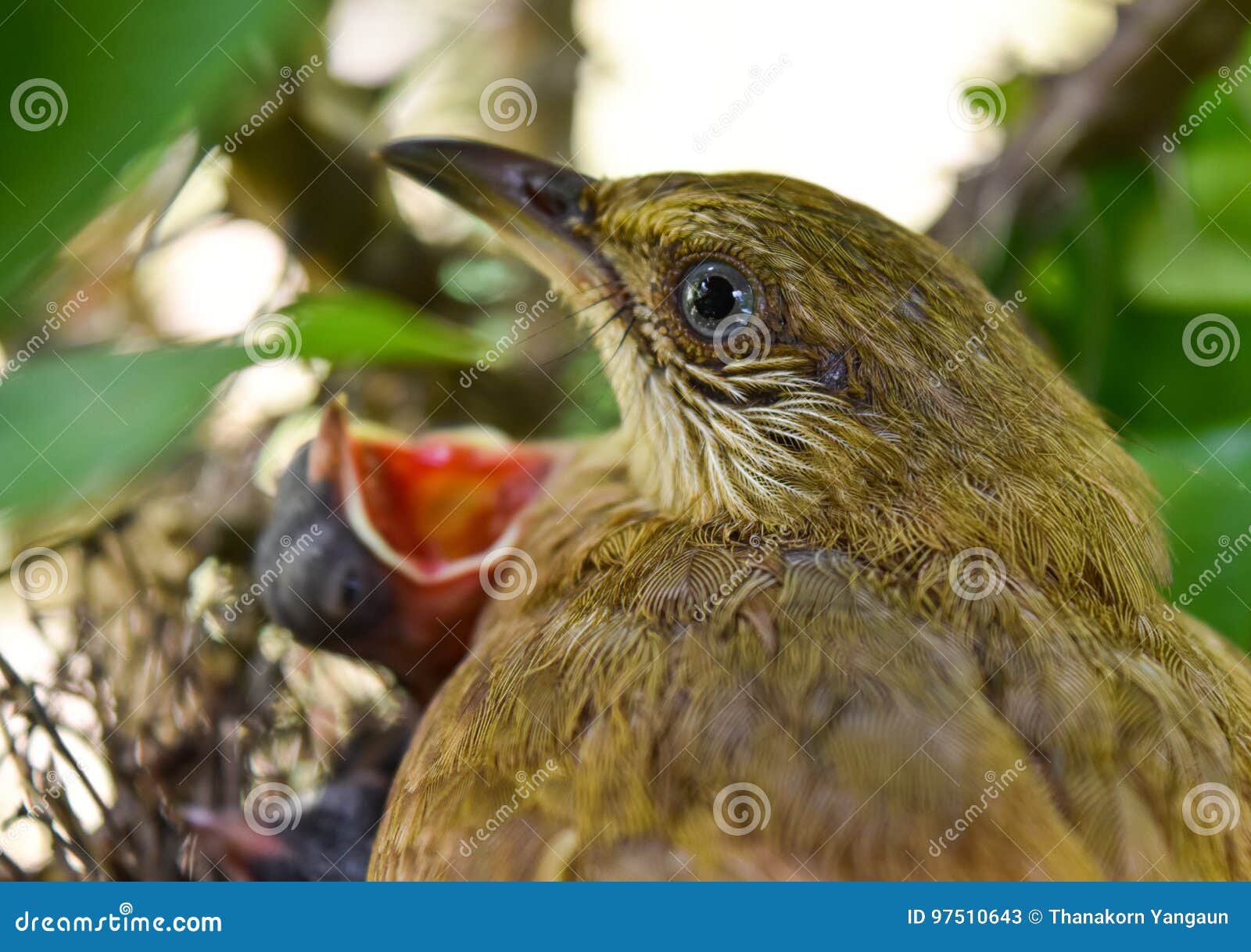 Mother and Her Babies in the Nest. Stock Image - Image of game, feed ...
