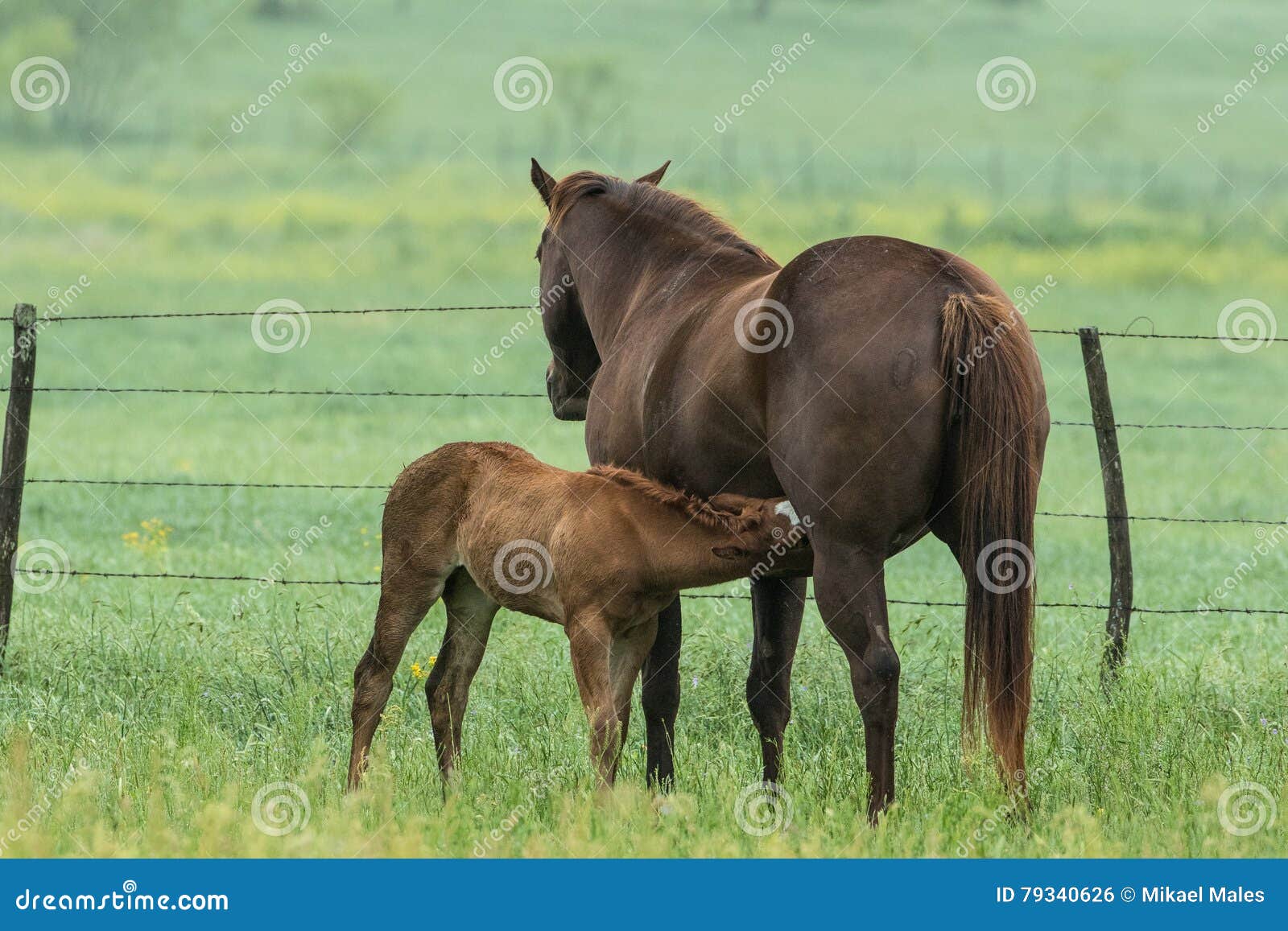Mother and her newborn stock photo. Image of ranch, equine - 79340626
