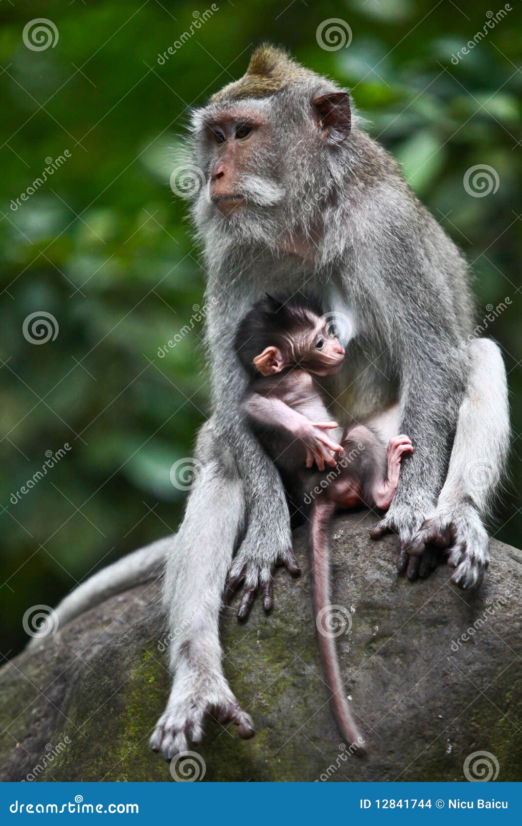 Mother holding baby monkey stock photo. Image of hold - 12841744