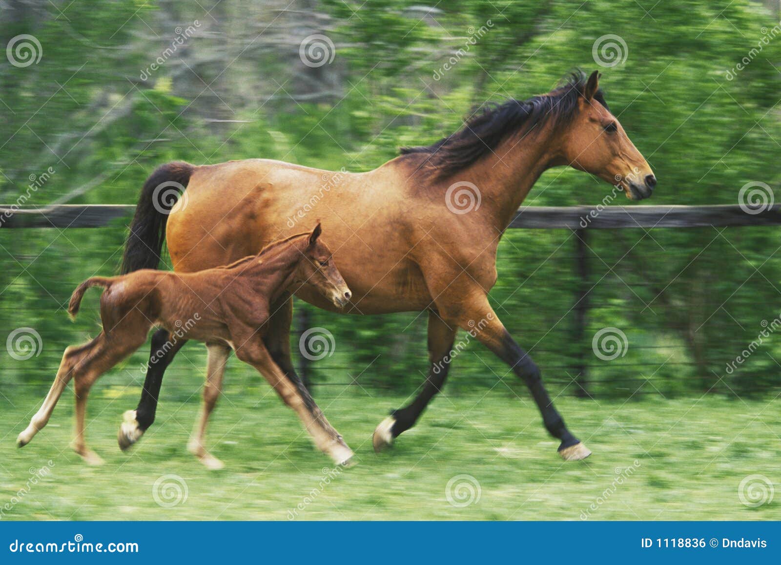Mother horse stock photo. Image of family, animals, mammals - 1118836