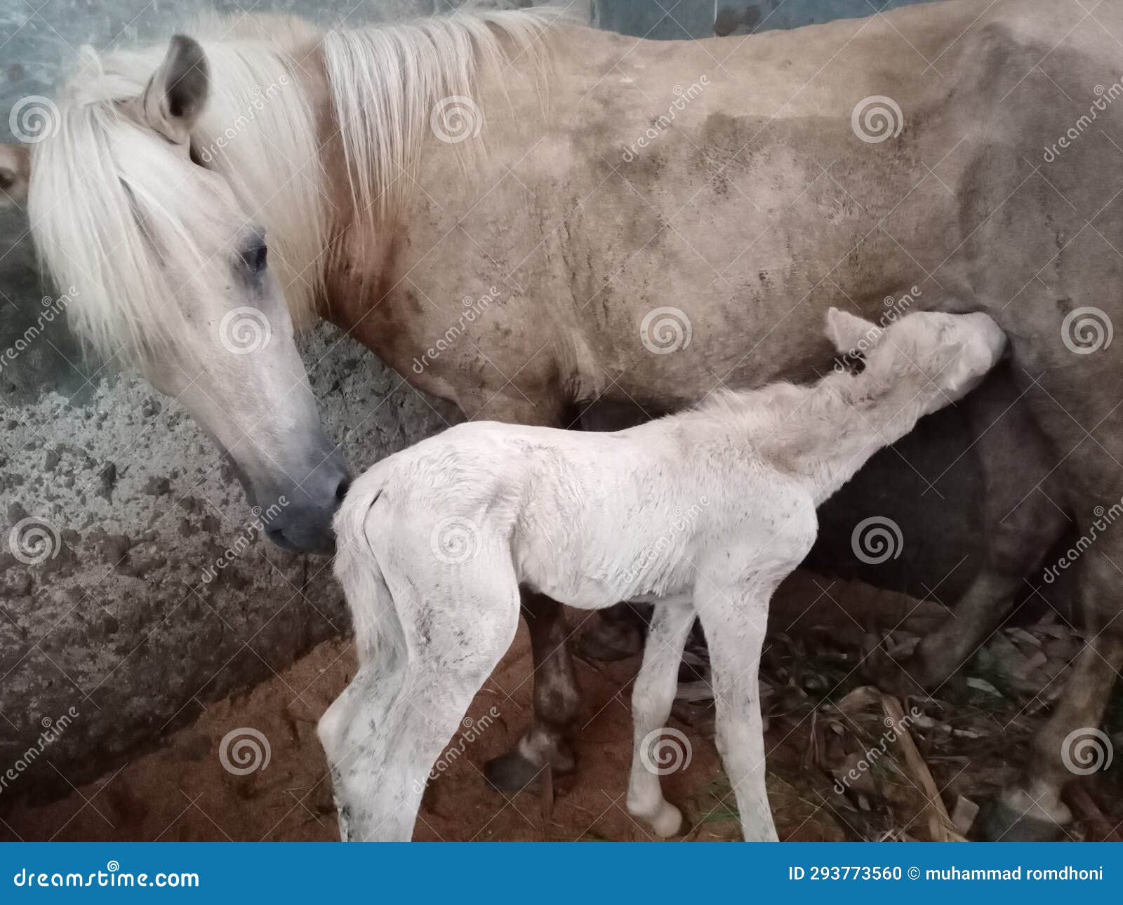 A Mother Horse is Breastfeeding Her Calf Stock Photo - Image of herd ...