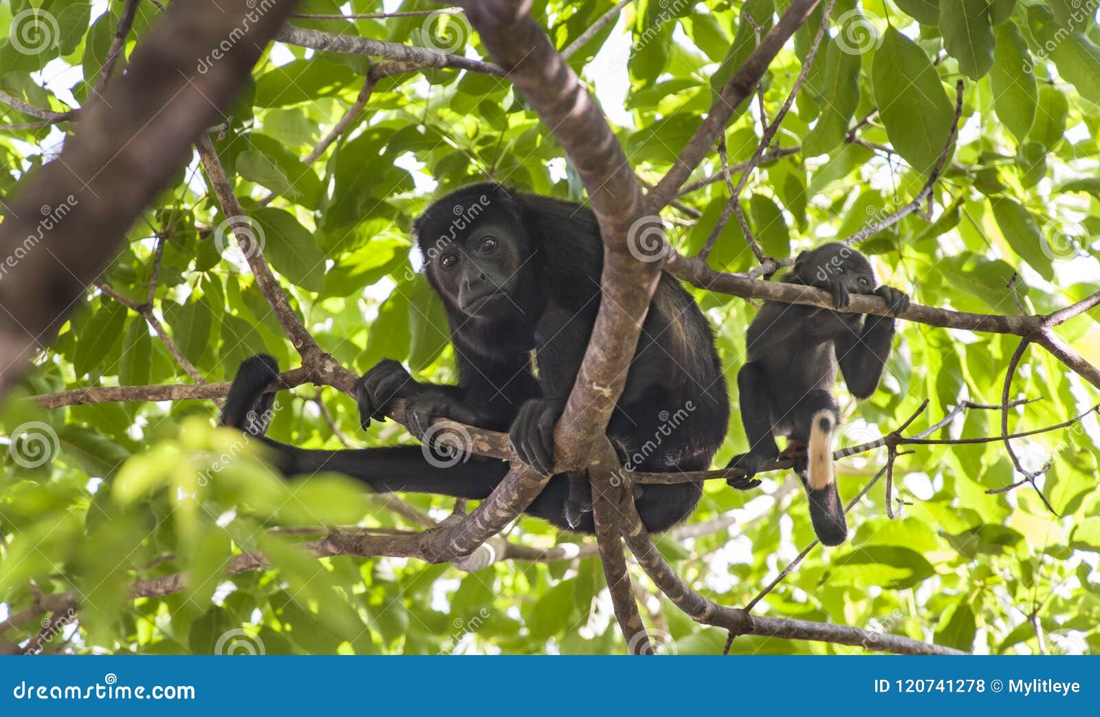 Mother and Baby Howler Monkey in Mango Tree Stock Photo - Image of ...