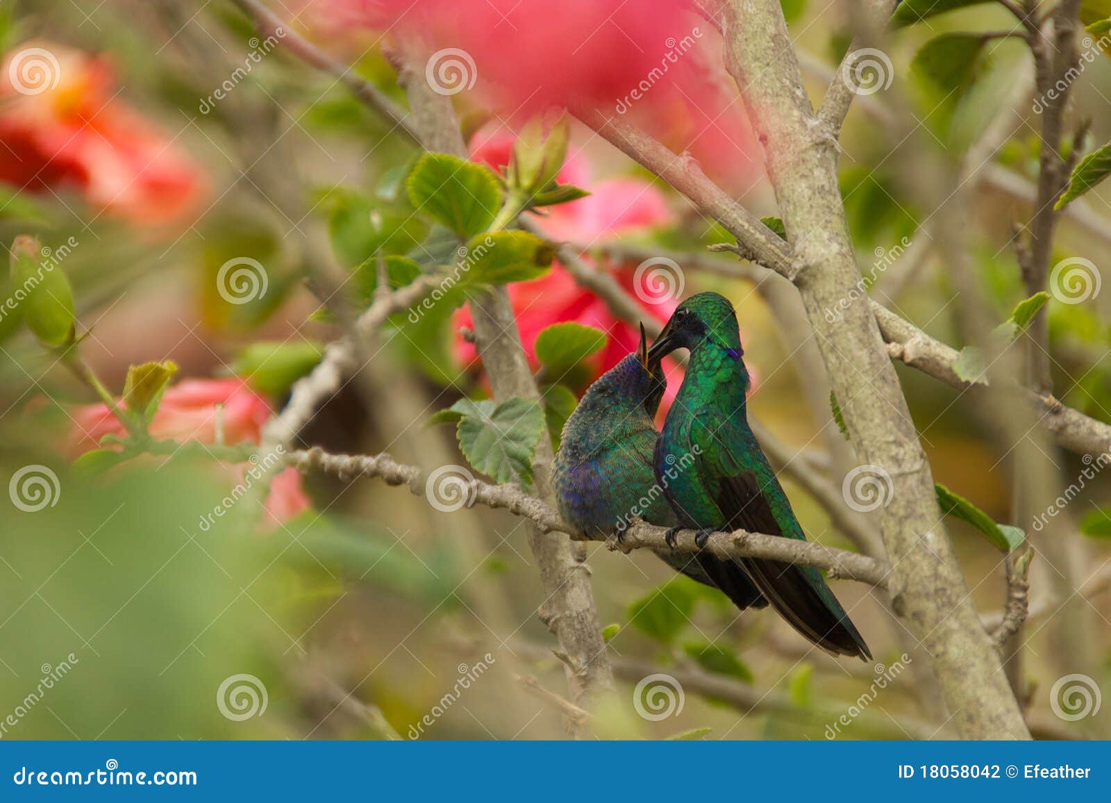 Mother Hummingbird Feeding Her Young Stock Photo - Image of ecuador ...