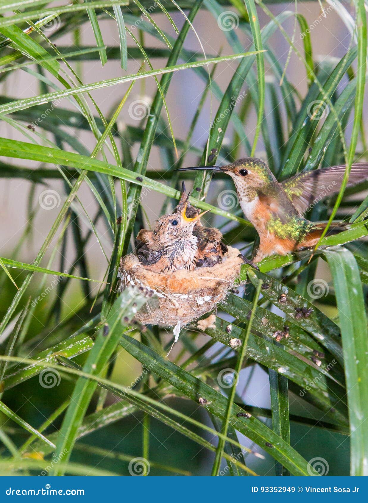 Mother Hummingbird Feeding Her Young Stock Image - Image of hummingbird ...