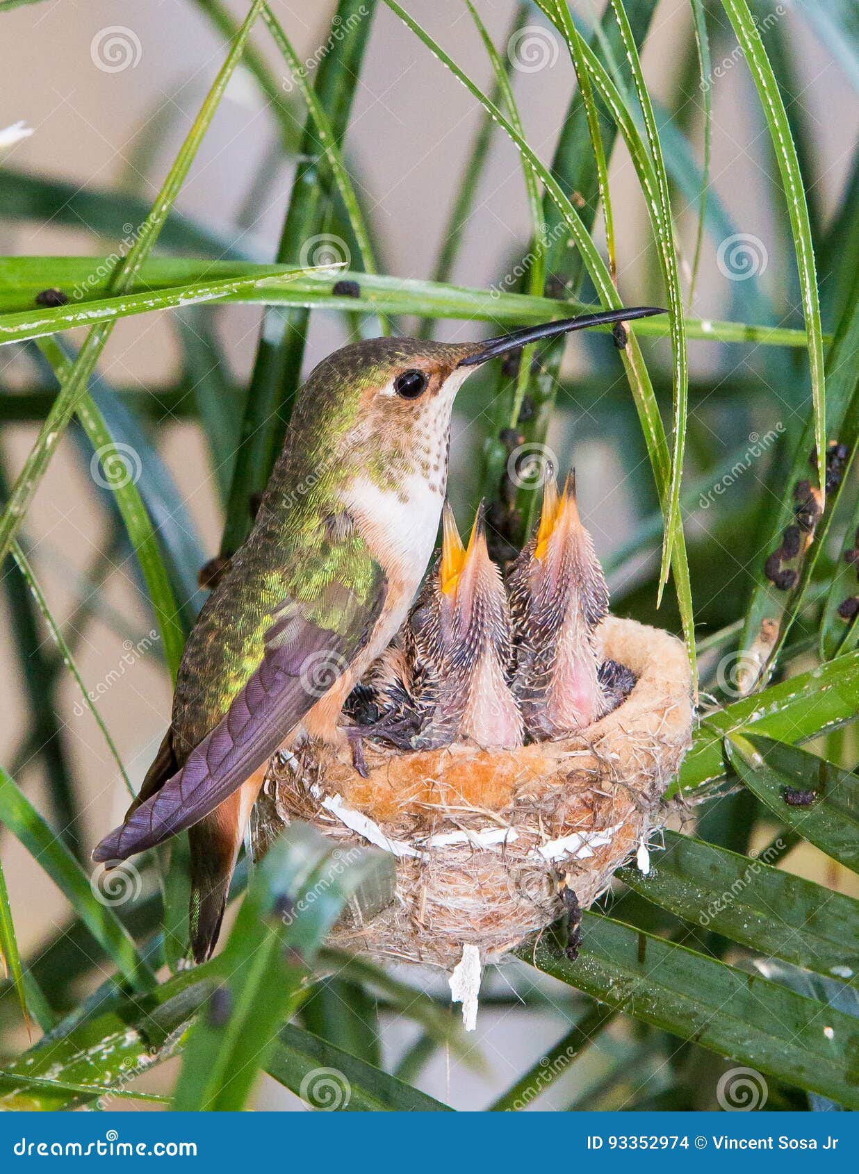Mother Hummingbird Feeding Her Young Stock Photo - Image of landscape ...