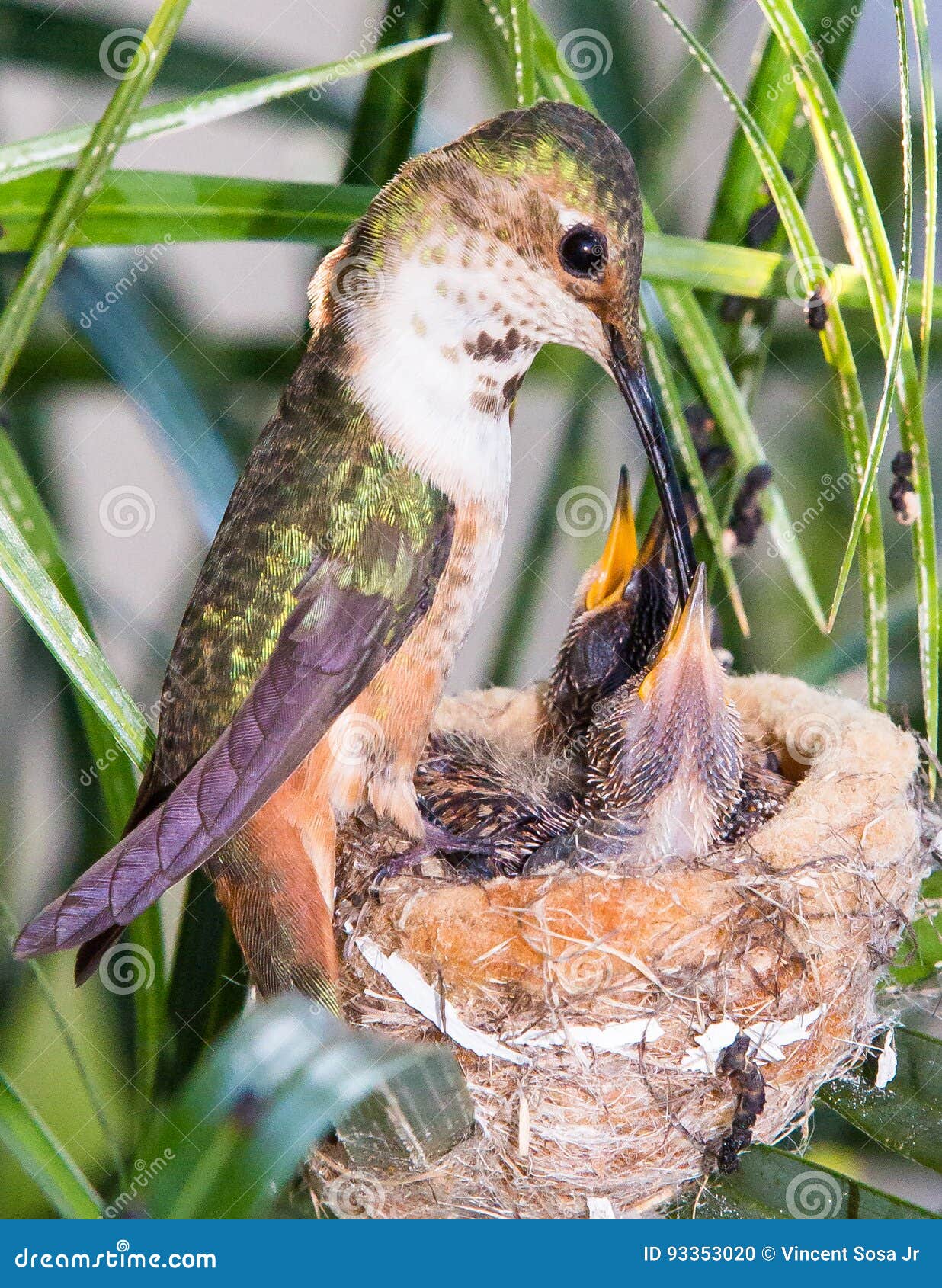Mother Hummingbird Feeding Her Young Stock Photo - Image of newborns ...