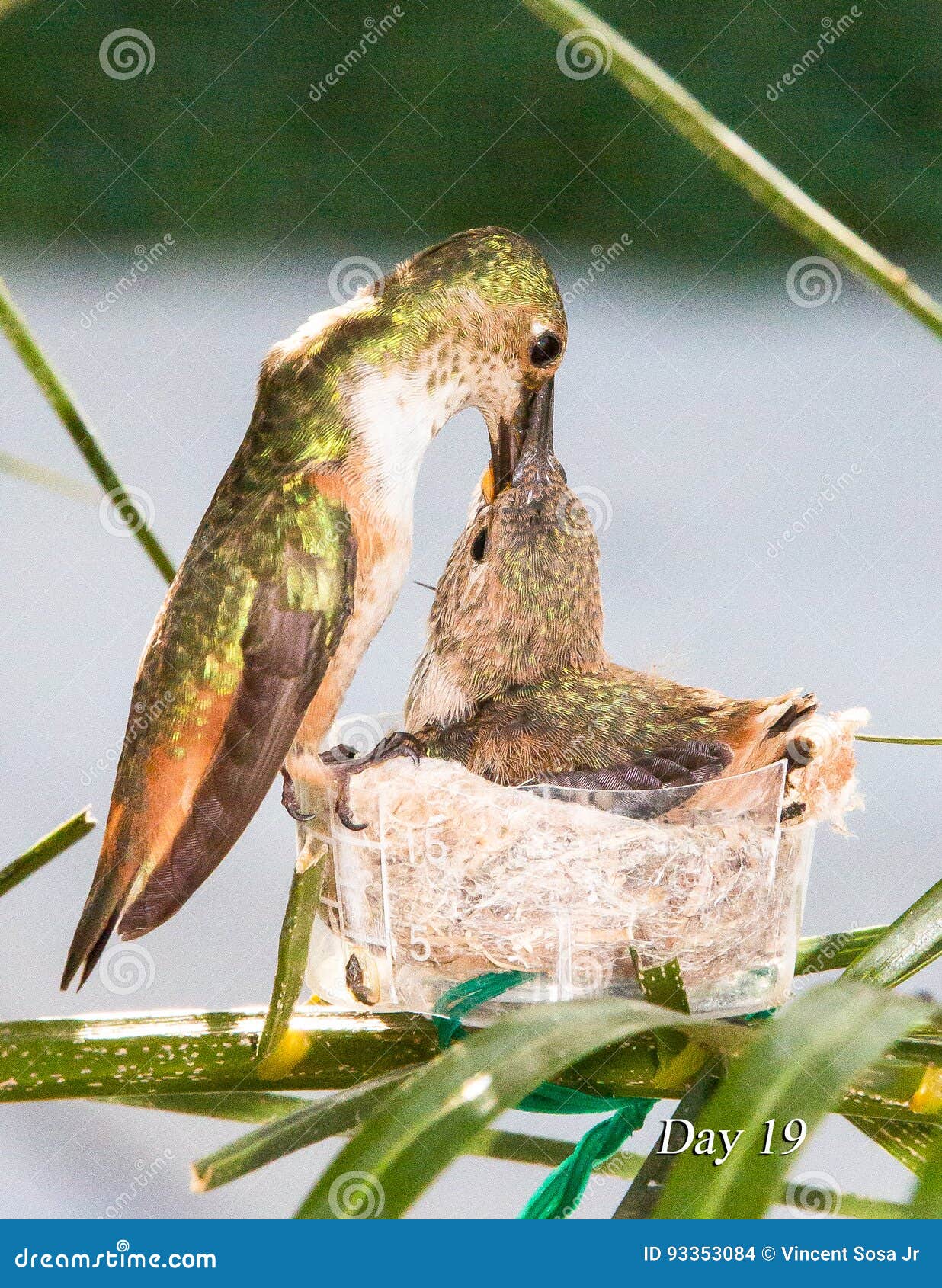 Mother Hummingbird Feeding Her Young Stock Photo - Image of love ...