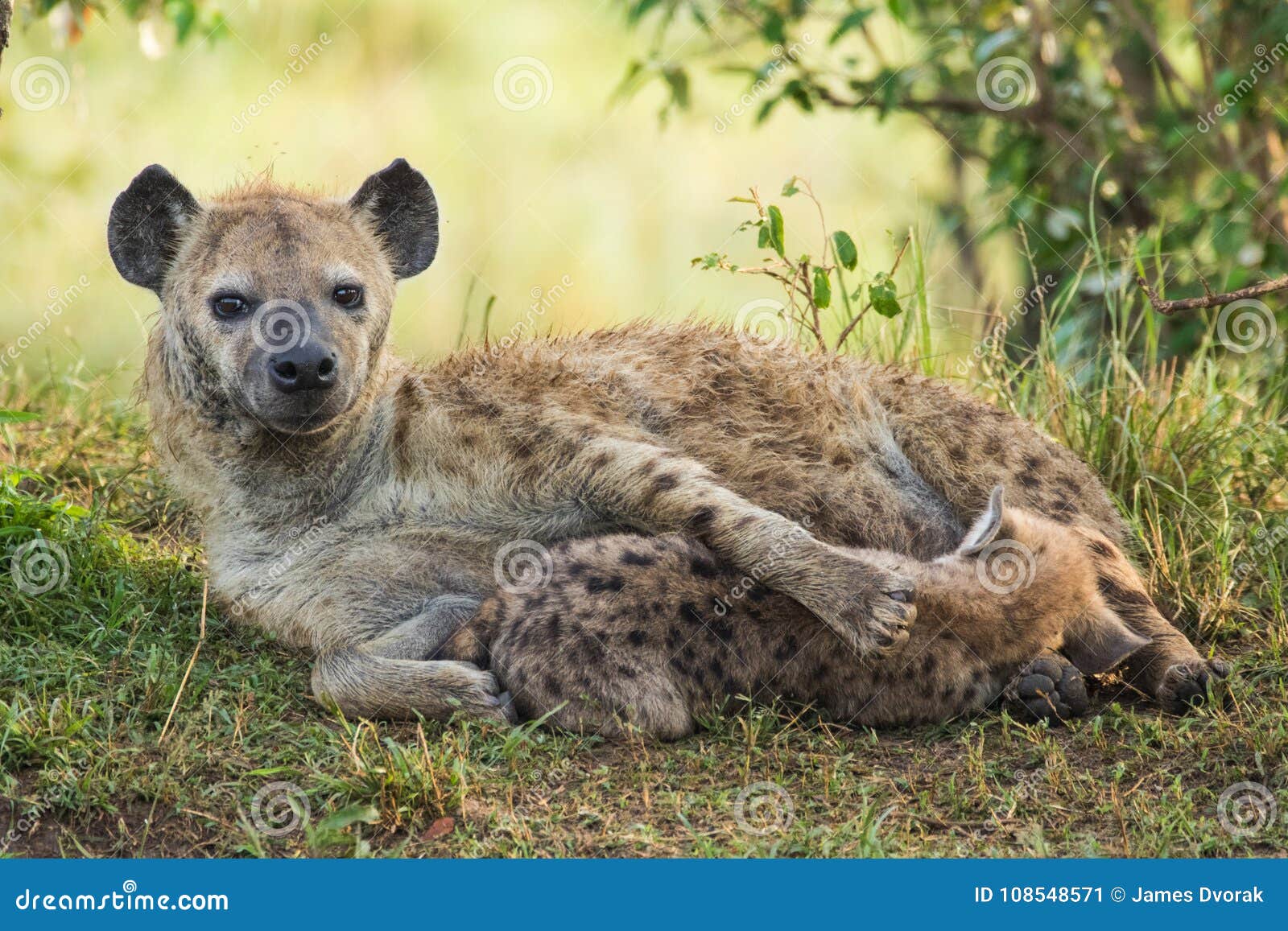 Mother Hyena stock image. Image of carnivorous, mammal - 108548571