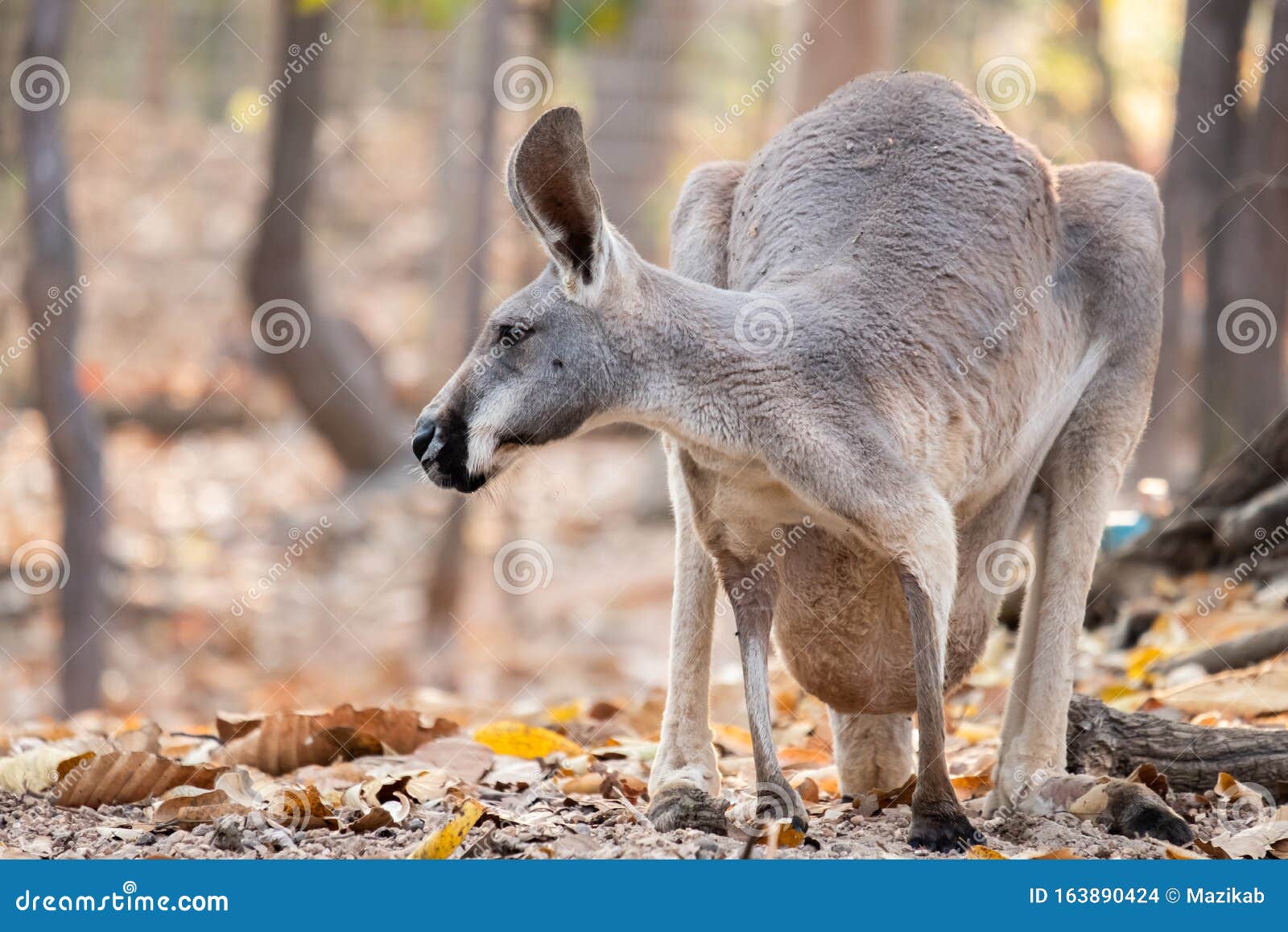 Mother kangaroo stock photo. Image of marsupial, life - 163890424