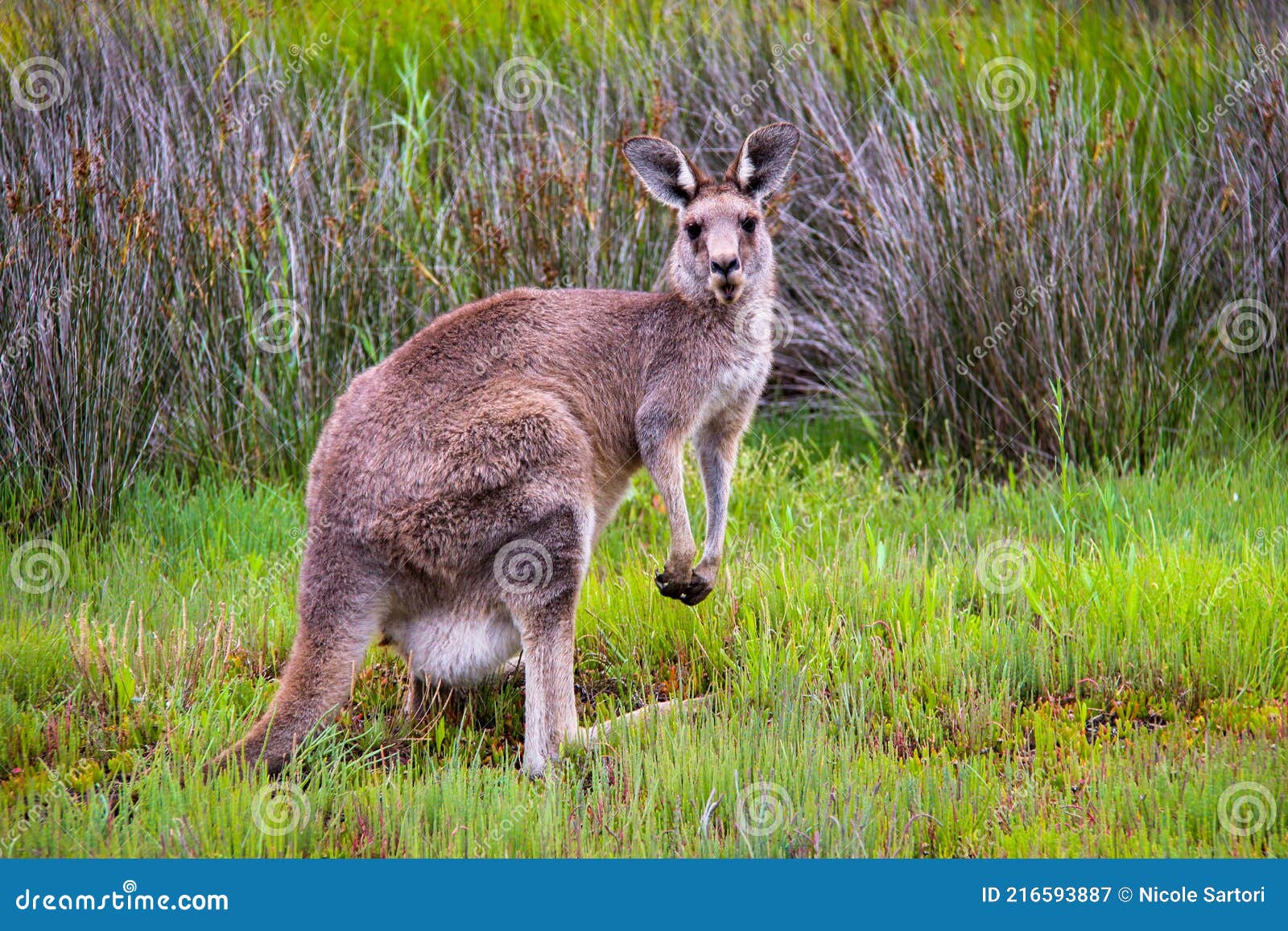 Mother Kangaroo with Joey in Her Pouch Stock Image - Image of grassland ...