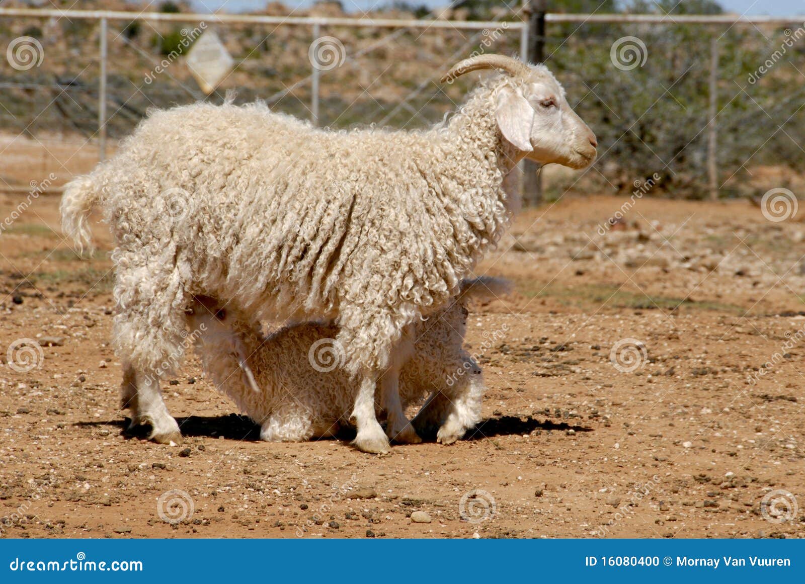 Angora Goat Kid
