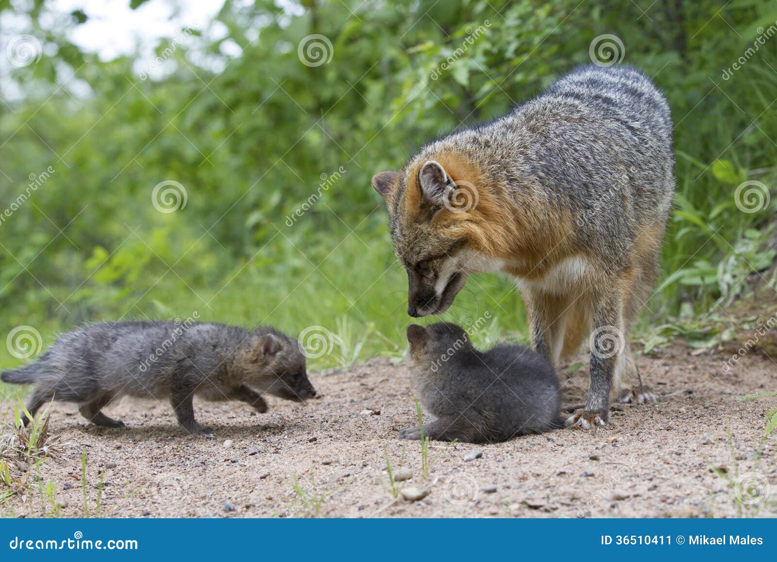 Mother and kits stock image. Image of monogamous, cute - 36510411
