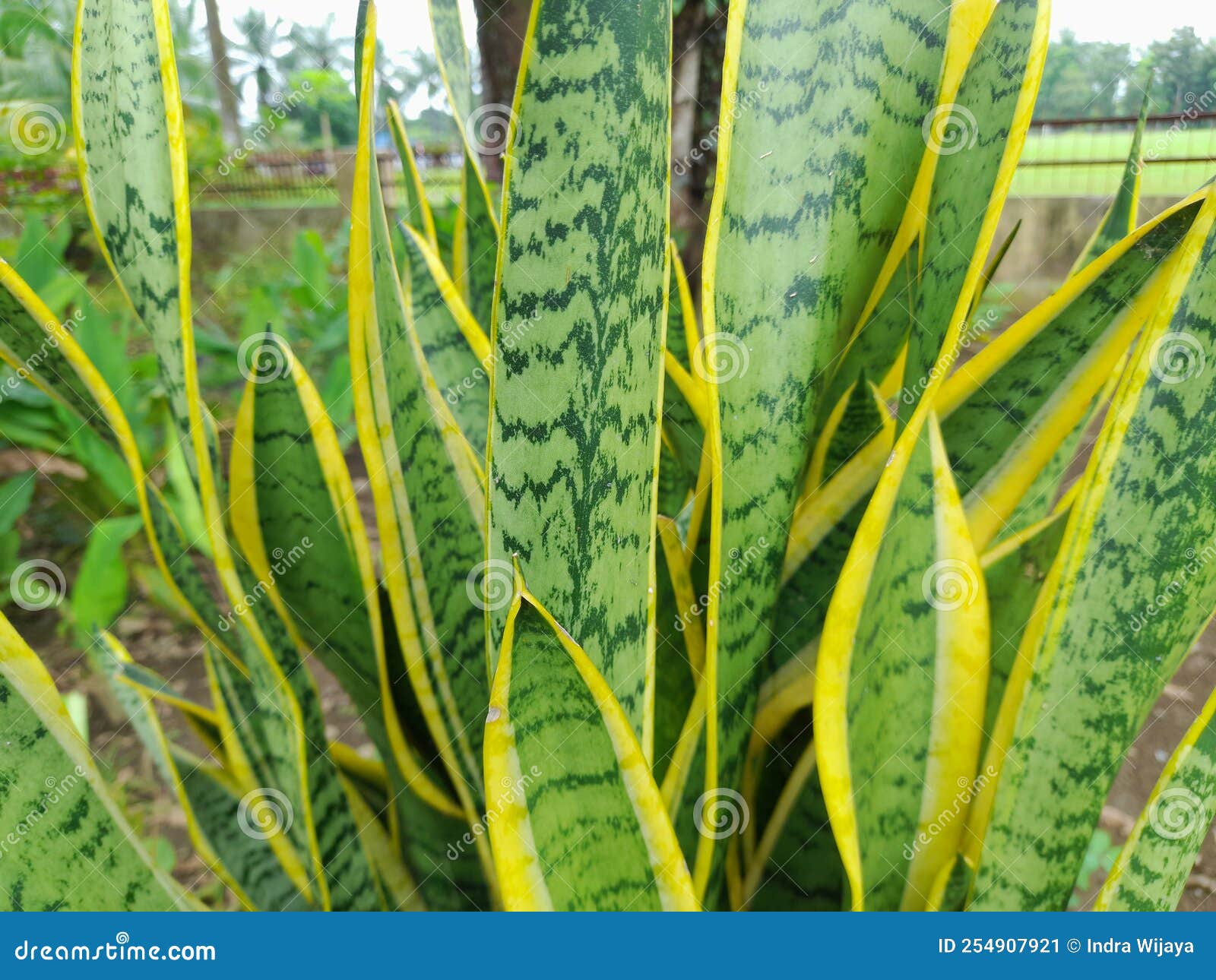 Mother-in-law S Tongue Leaf Tree Stock Image - Image of garden, yellow ... Mother-in-law S Tongue Leaf Tree Stock Image - Image of garden, yellow ...