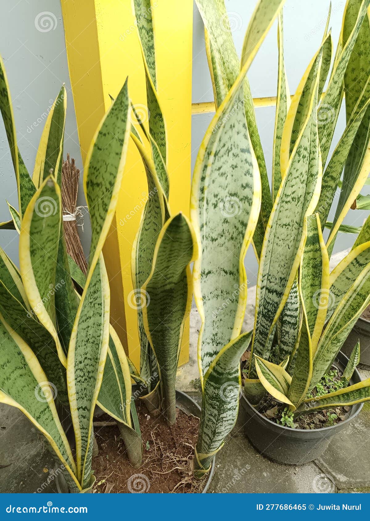 Mother In Lawand X27s Tongue Ornamental Plant In A Pot Stock Image Image Of Yellow Plants