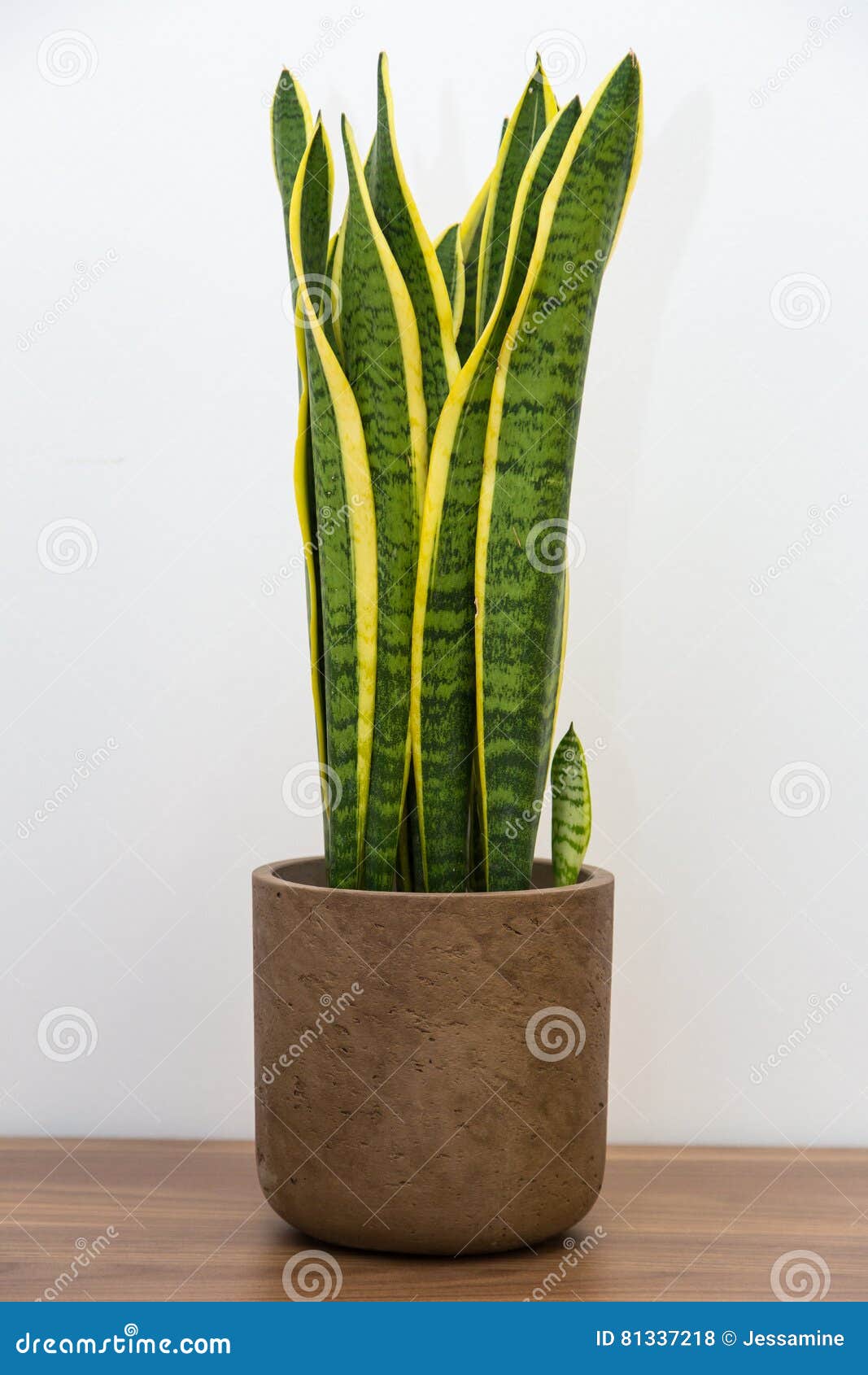 Mother-in-law`s Tongue Plant Stock Photo - Image of mother, decor: 81337218 Mother-in-law`s Tongue Plant Stock Photo - Image of mother, decor: 81337218