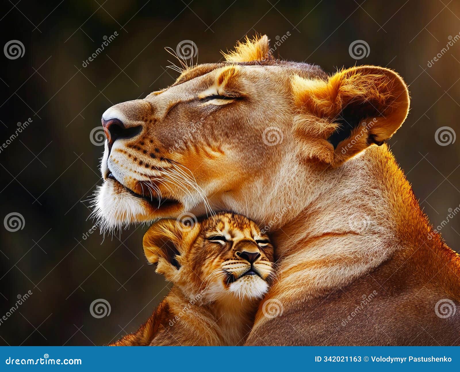 A Mother Lion and Her Cub are Cuddling Together Stock Image - Image of ...