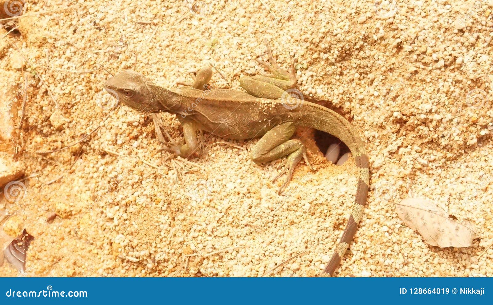 Mother lizard editorial stock image. Image of sand, guards - 128664019