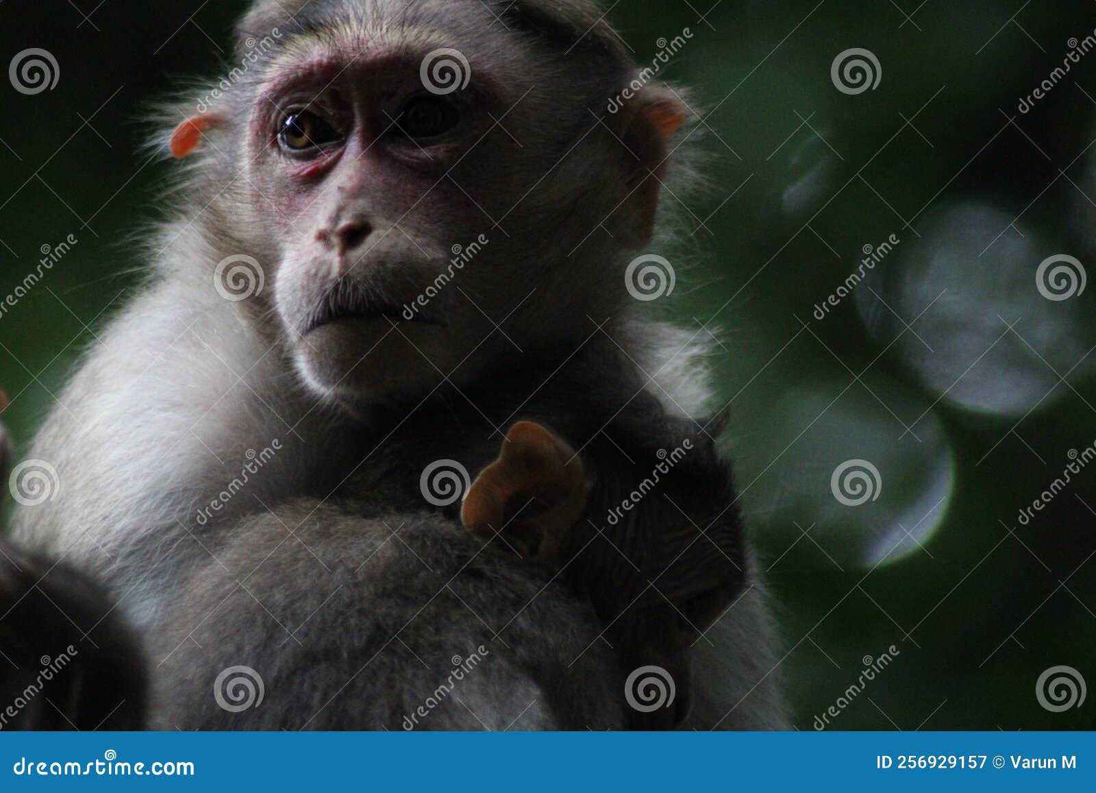 A mother looking curiously stock image. Image of care - 256929157