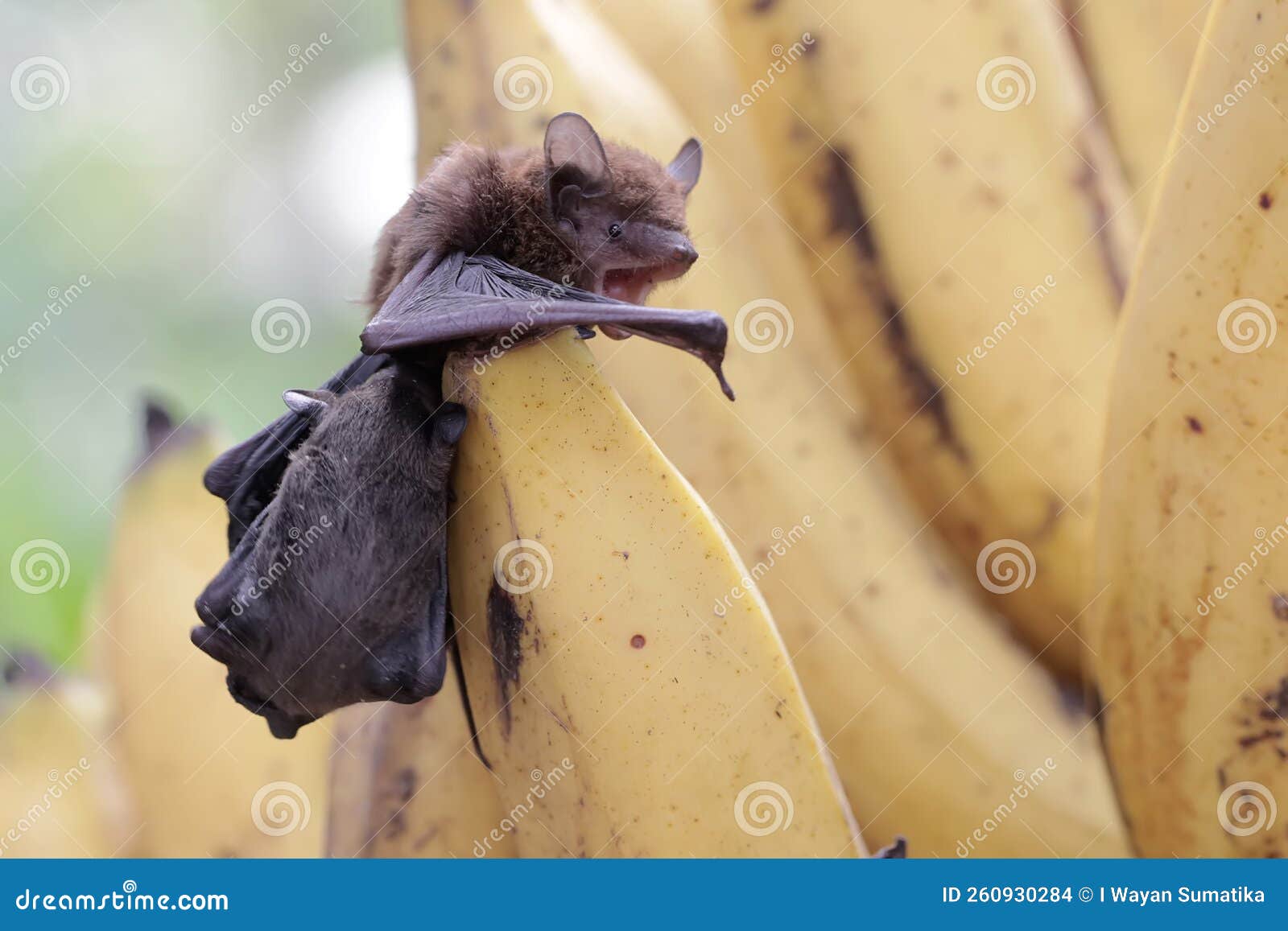 A Mother Microchiroptera Bat Hangs from a Tree Branch while Nursing Her ...