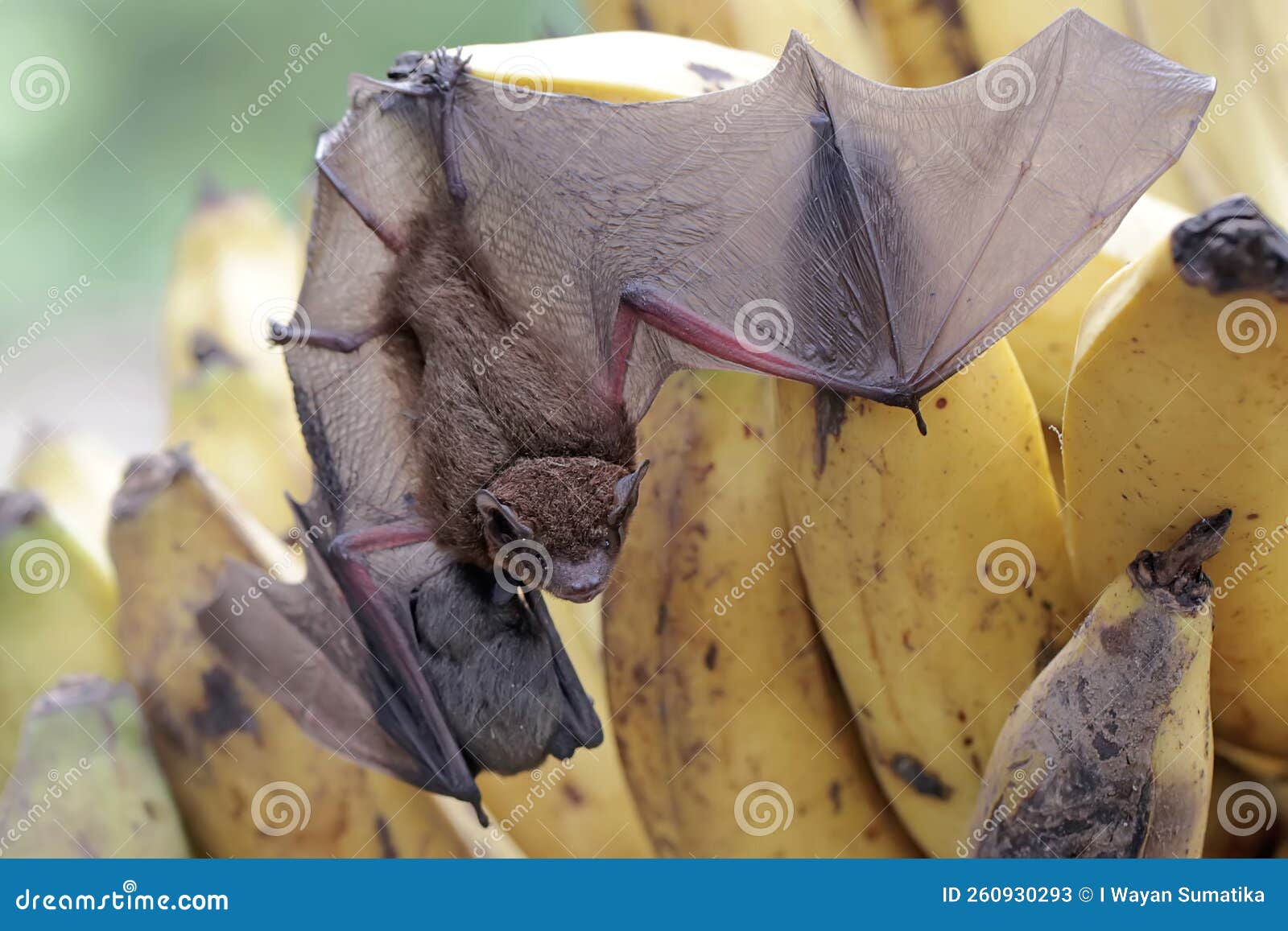A Mother Microchiroptera Bat Hangs from a Tree Branch while Nursing Her ...