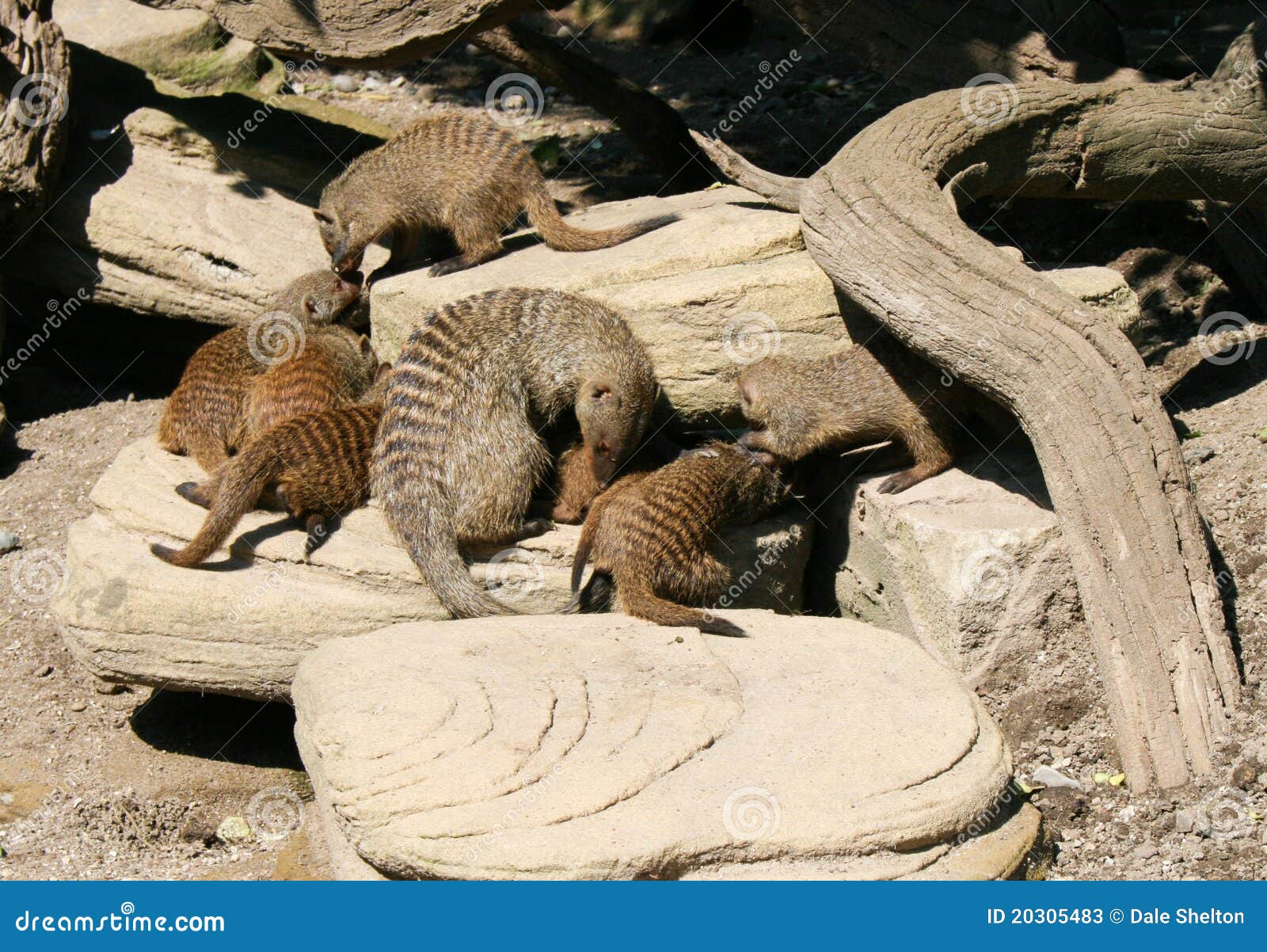 Mother mongoose with young stock image. Image of savannah - 20305483