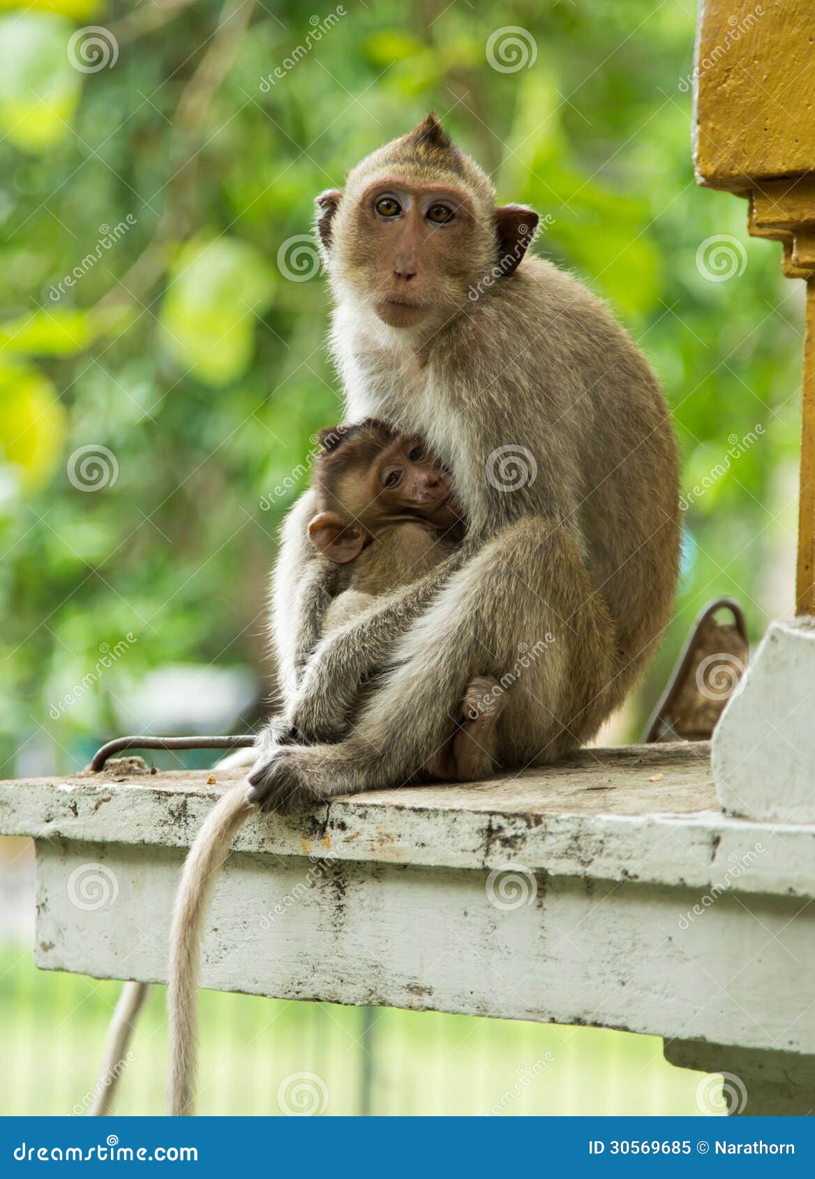 Mother Monkey and Baby Monkey. Stock Image - Image of hairy, groom ...