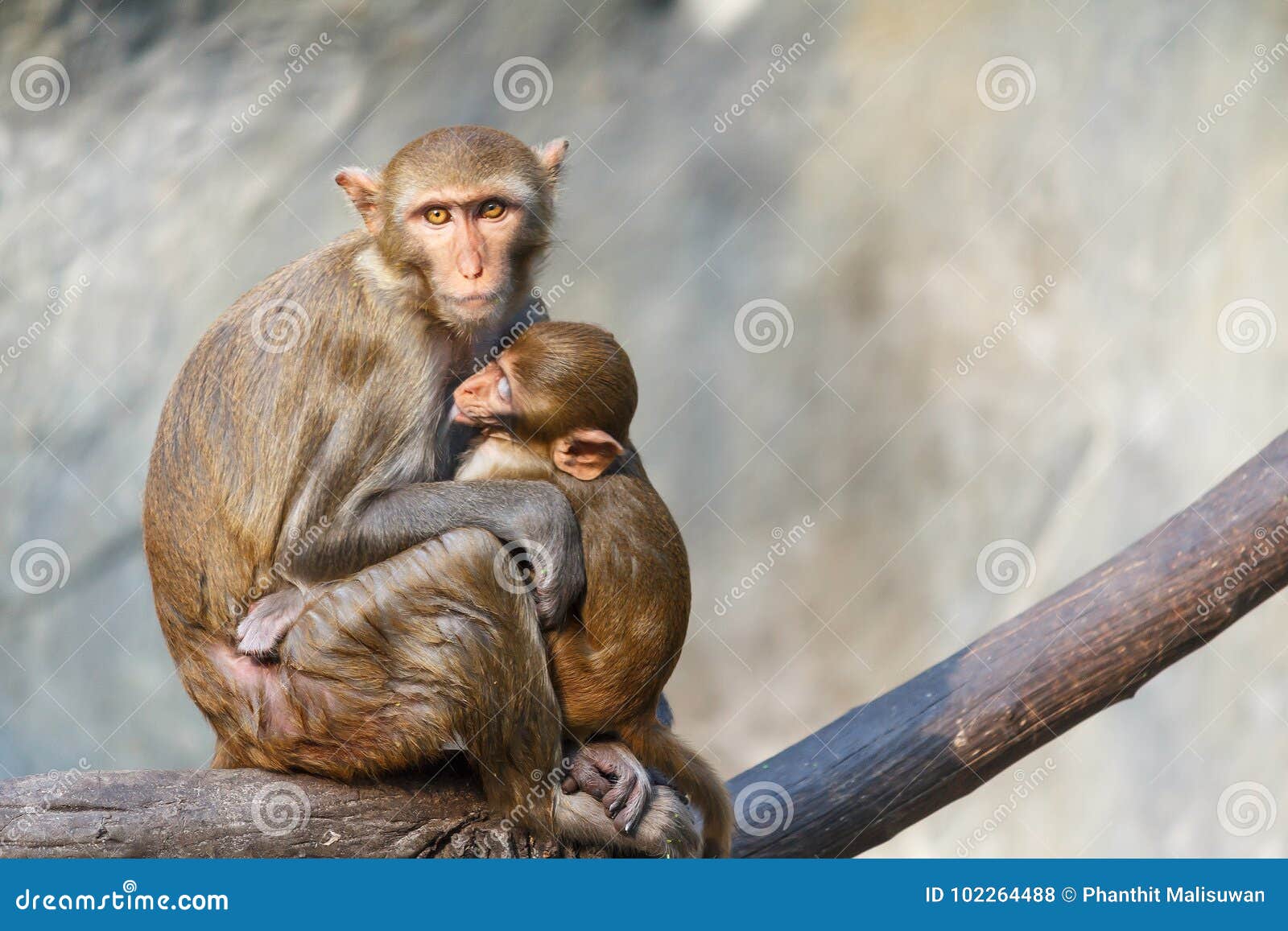 Mother Monkey with Baby Monkey Sitting on a Tree Branch Stock Photo ...