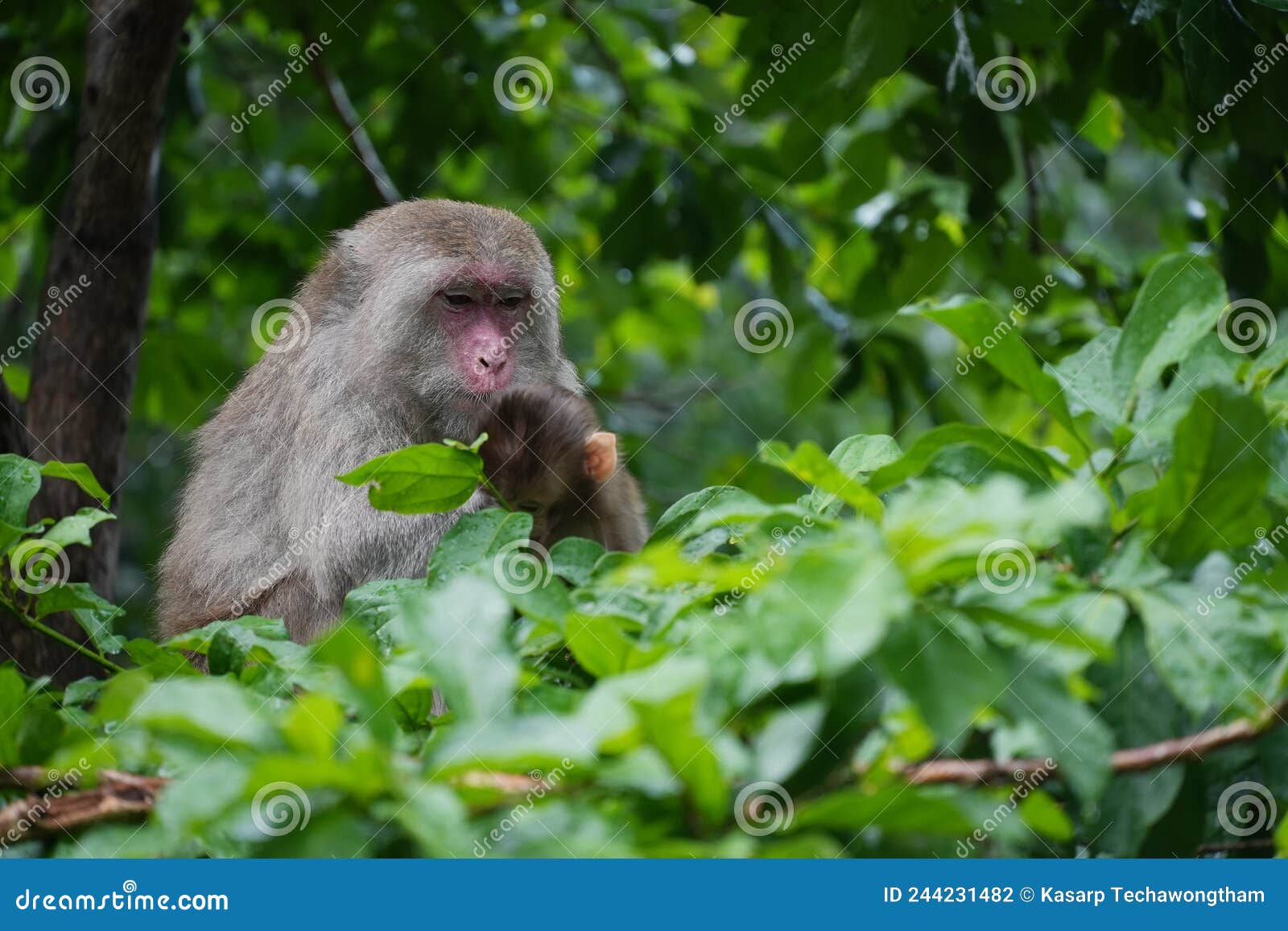 Mother Monkey with Baby Monkey on Tree in Forest . Animal Conservation ...