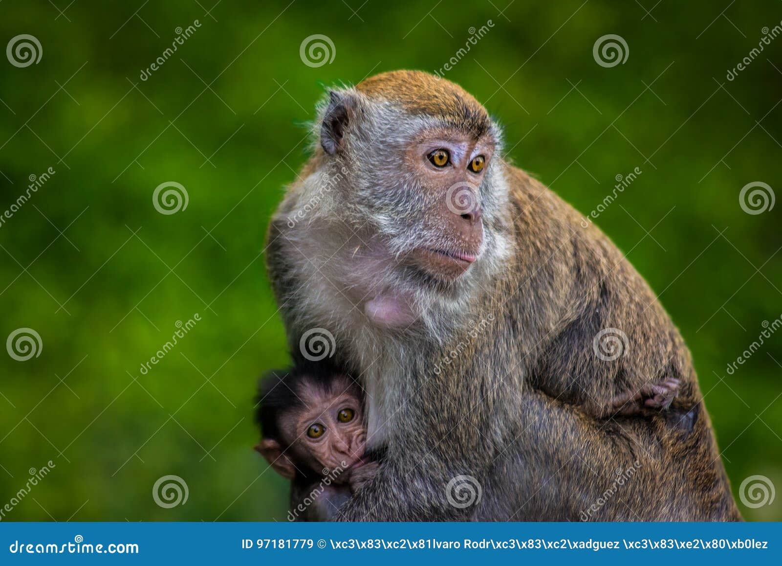 Mother Monkey Breastfeeding Her Baby Stock Image - Image of paradise ...