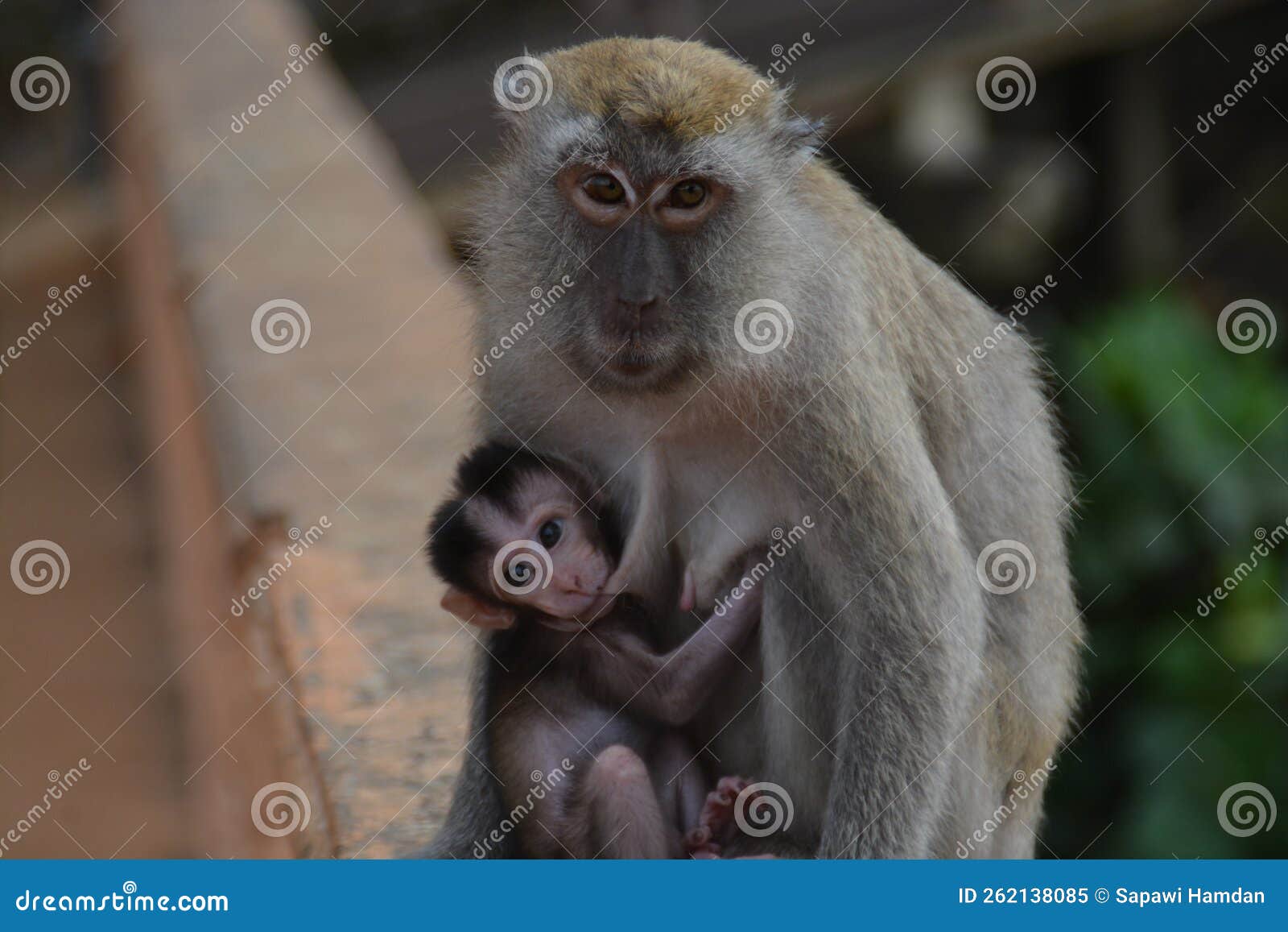Mother Monkey Breastfeeding Her Litte Baby Stock Image - Image of baby ...