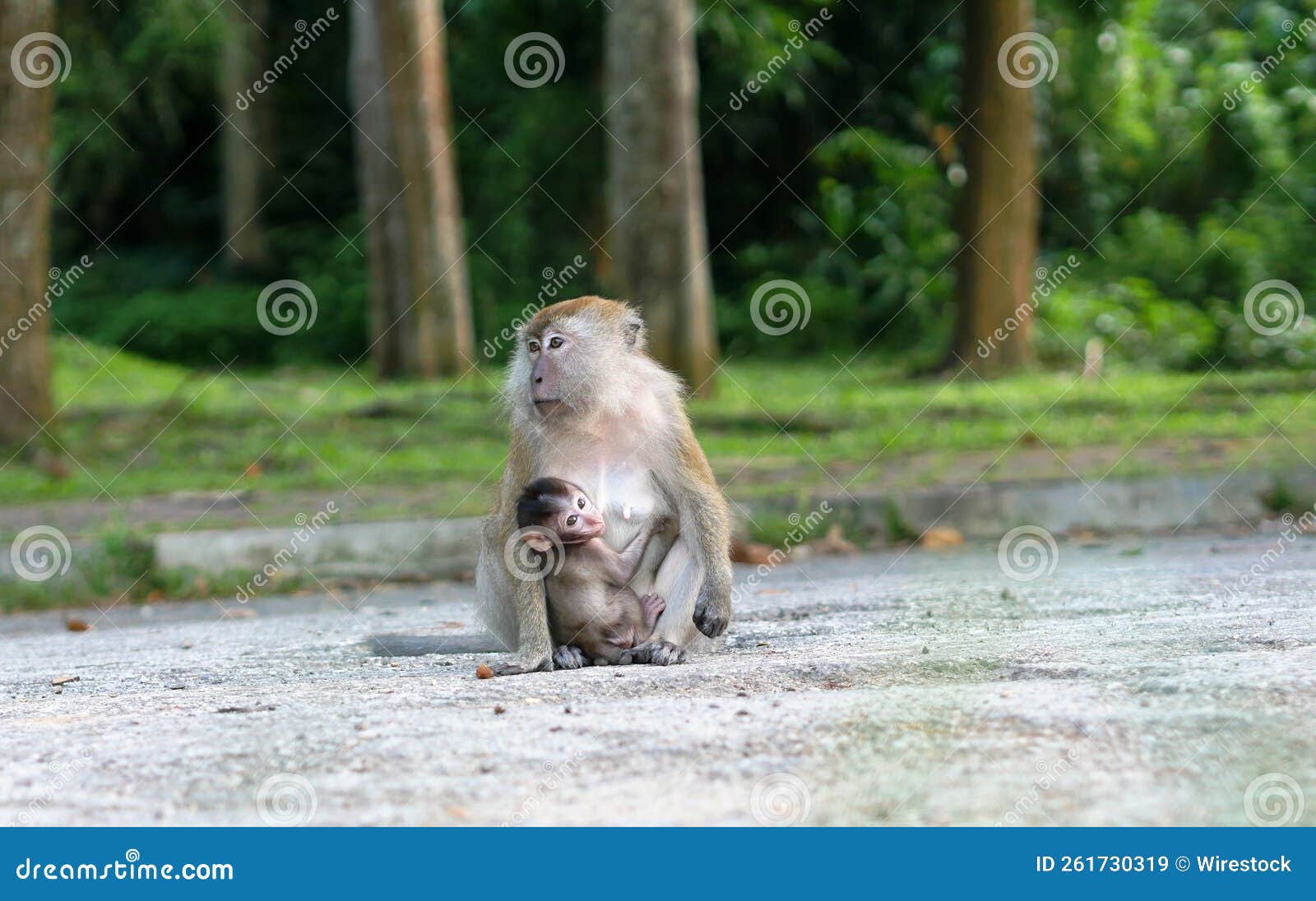Mother Monkey Breastfeeding Its Baby Stock Image - Image of wildlife ...