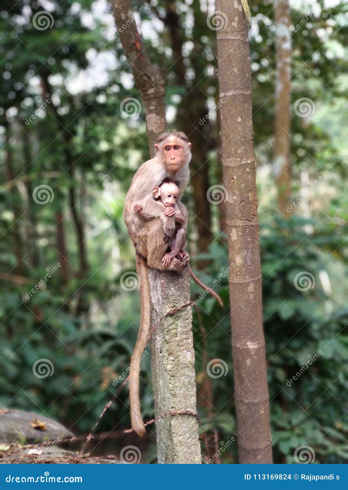 Mother Monkey Caring for Its Baby Stock Photo - Image of care, baby ...