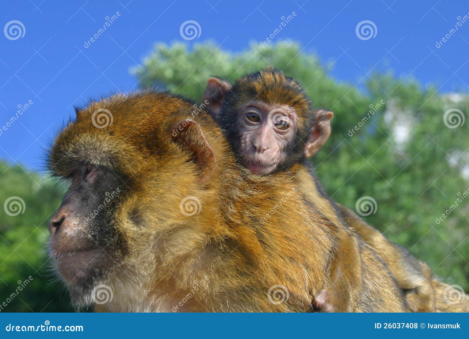 Mother monkey with a cub stock photo. Image of child - 26037408