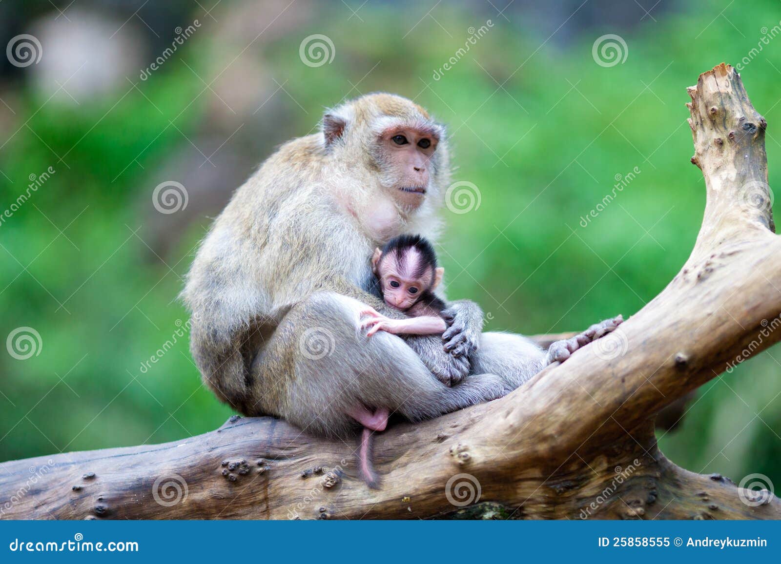 Mother monkey and her baby stock image. Image of together - 25858555