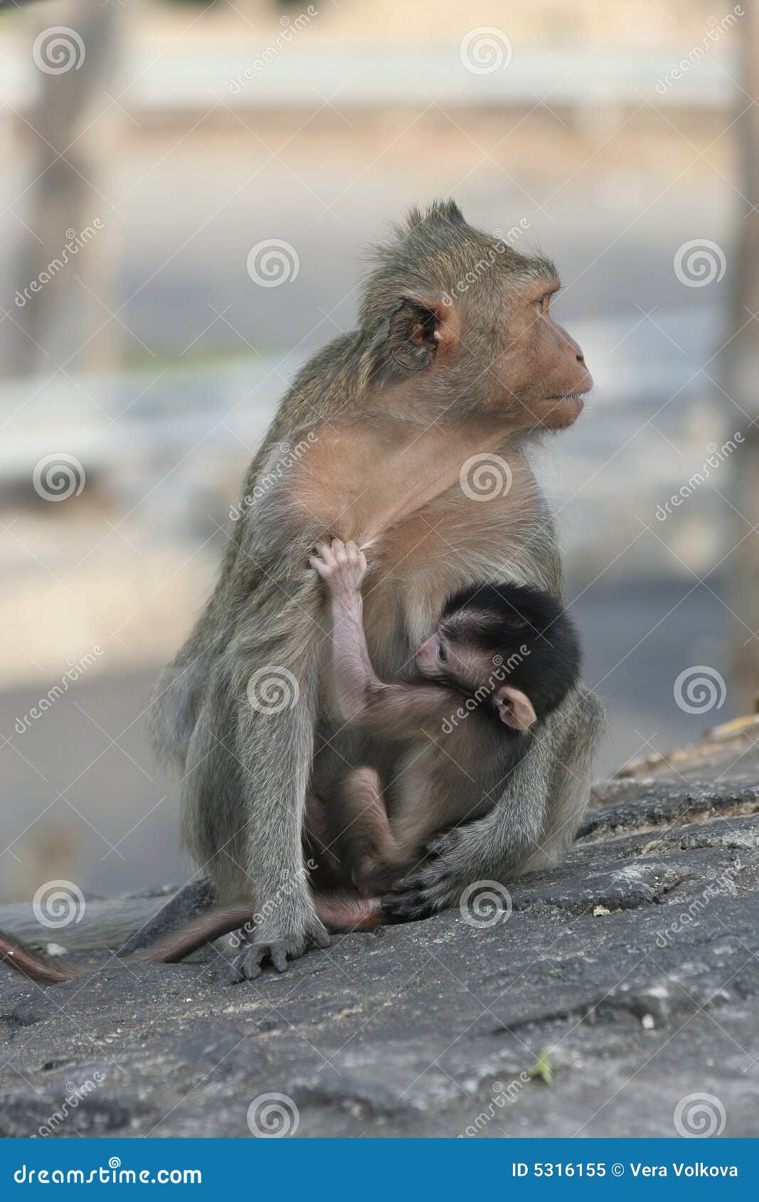 Mother monkey and her baby stock image. Image of africa - 5316155