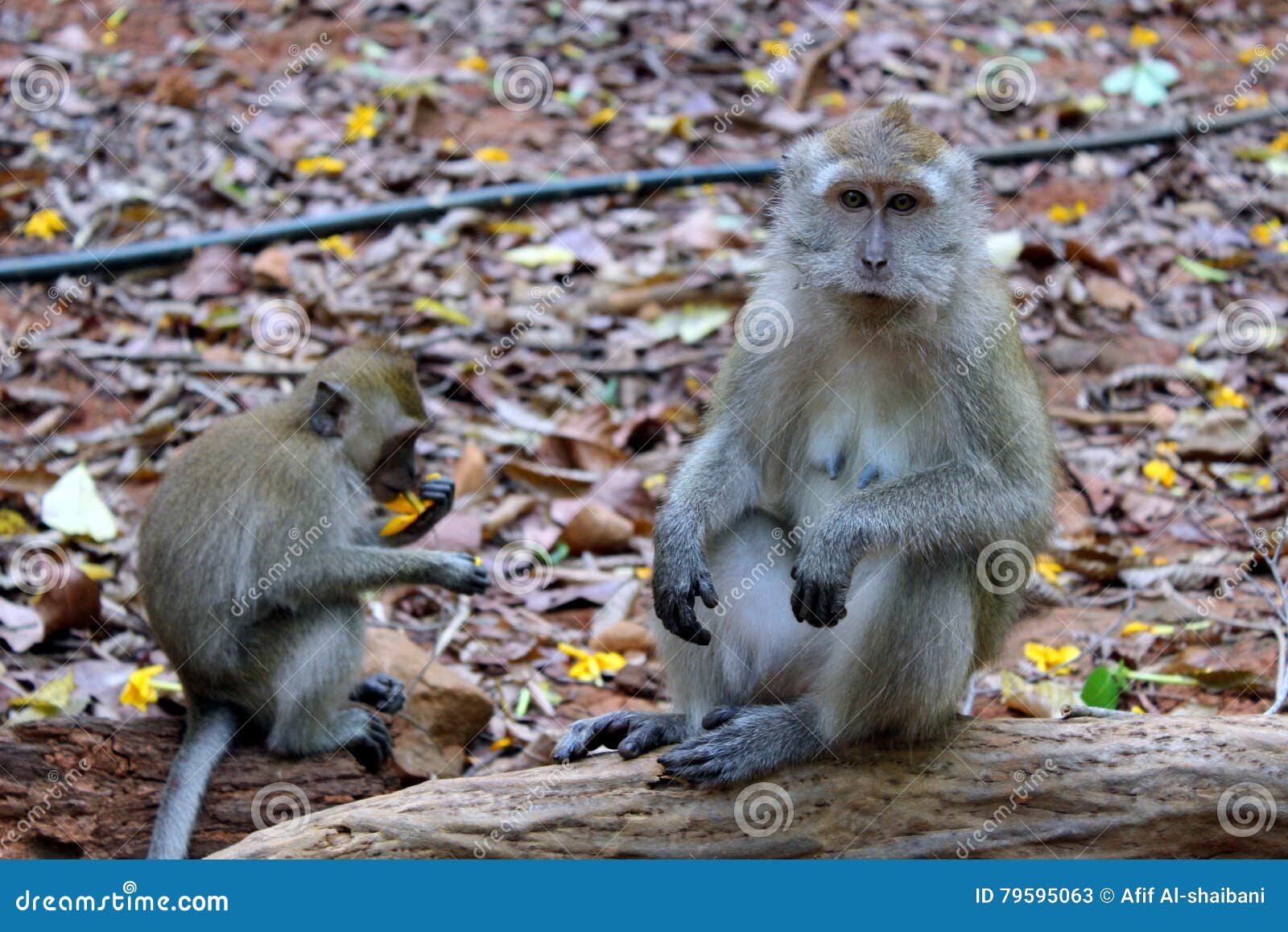A mother monkey stock image. Image of sauvage, monkey - 79595063