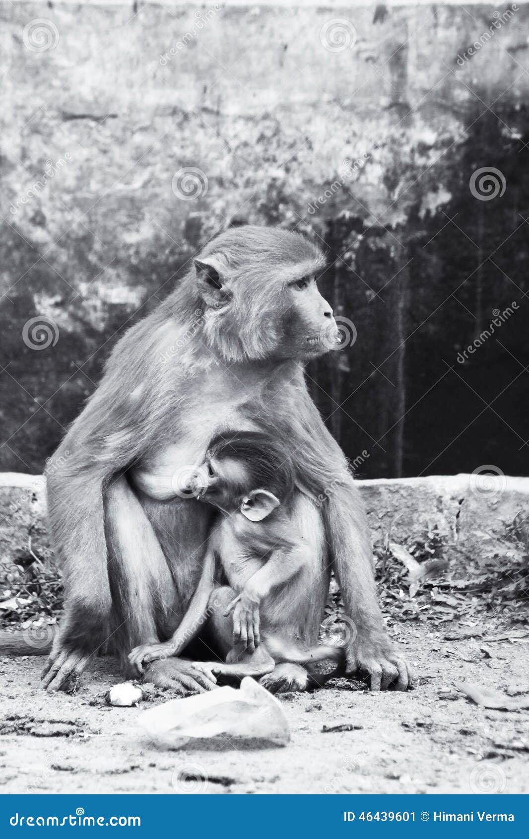A Mother Monkey Eating With A Baby Monkey In Her Arms Suckling, Sitting ...