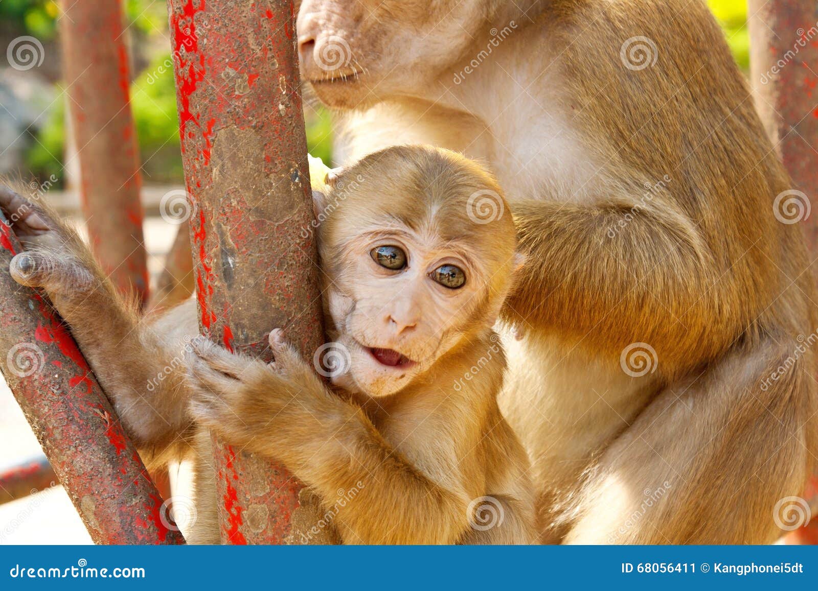 Mother Monkey Holding Her Baby in Zoo Editorial Photo - Image of ...