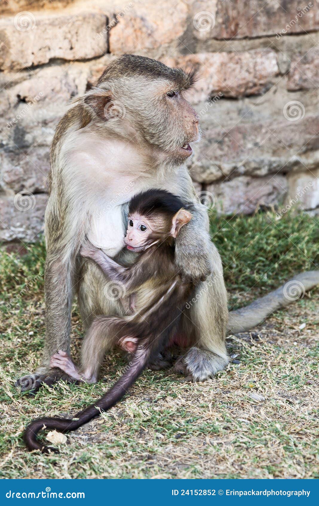 Mother Monkey Holding Nursing Baby Stock Photo - Image of holding, sits ...