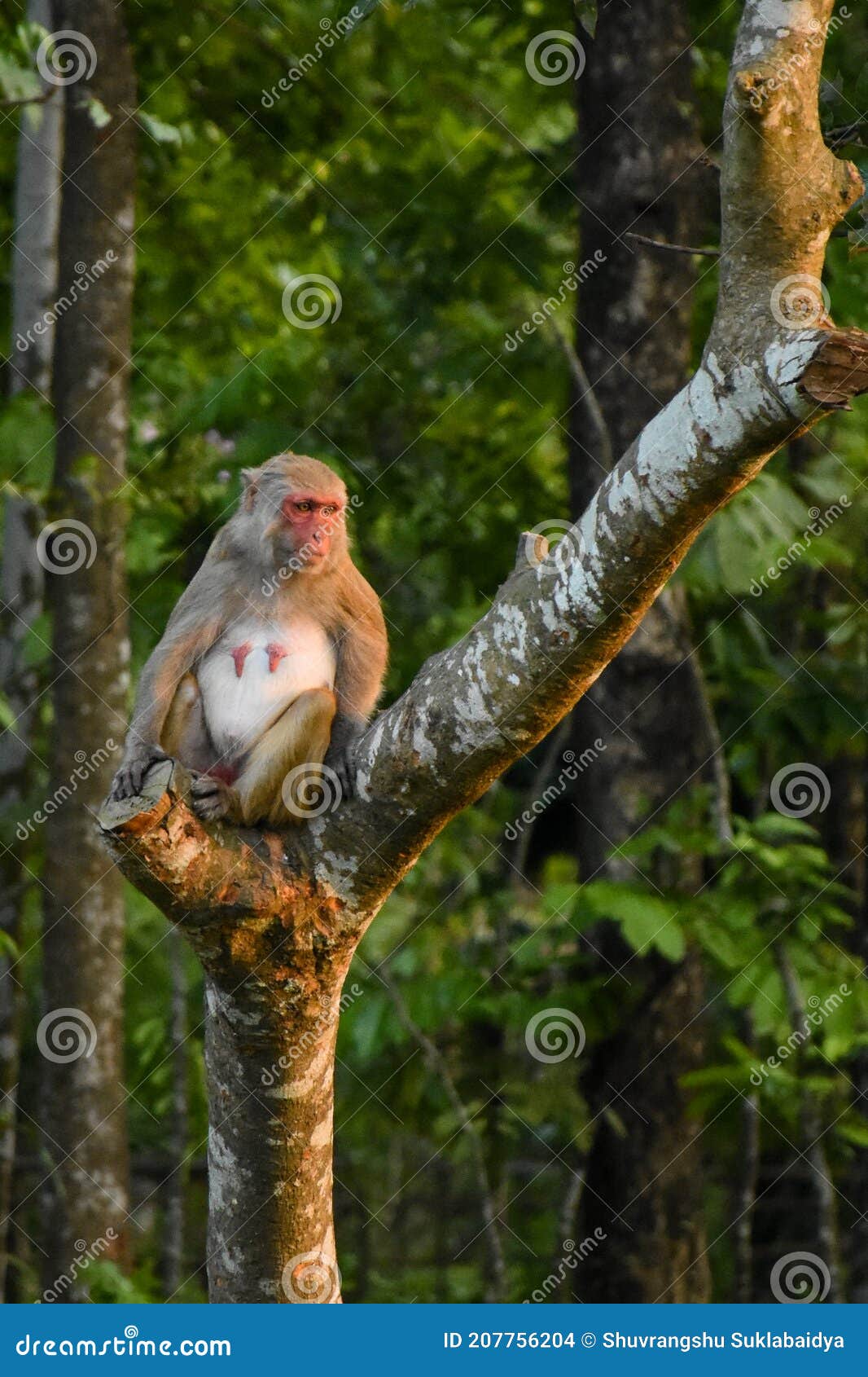 Mother Monkey Sitting On A Branch Of Tree . Golden Light Falling In ...