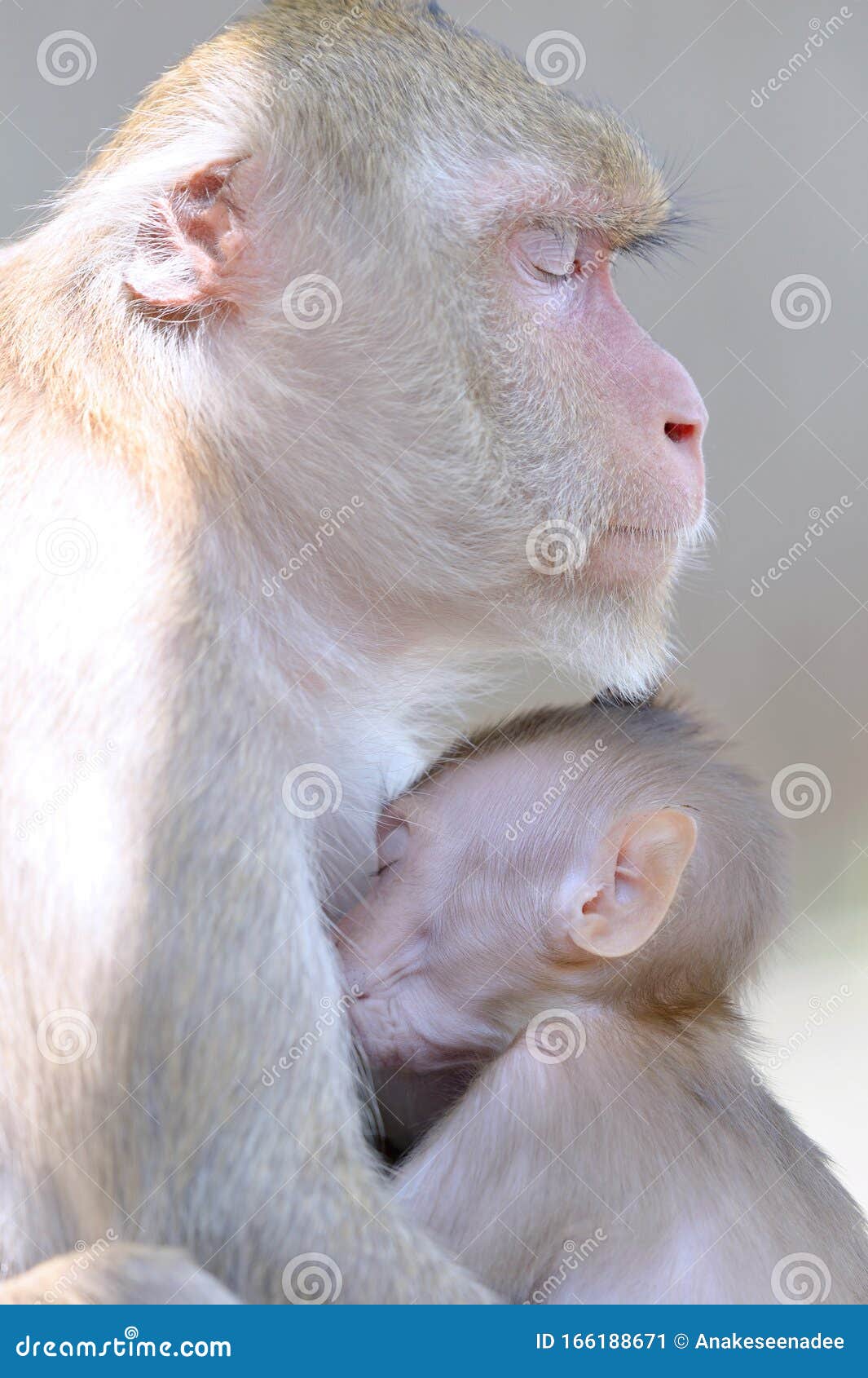 The Mother Monkey and Son Hug Stock Image - Image of happiness, male ...